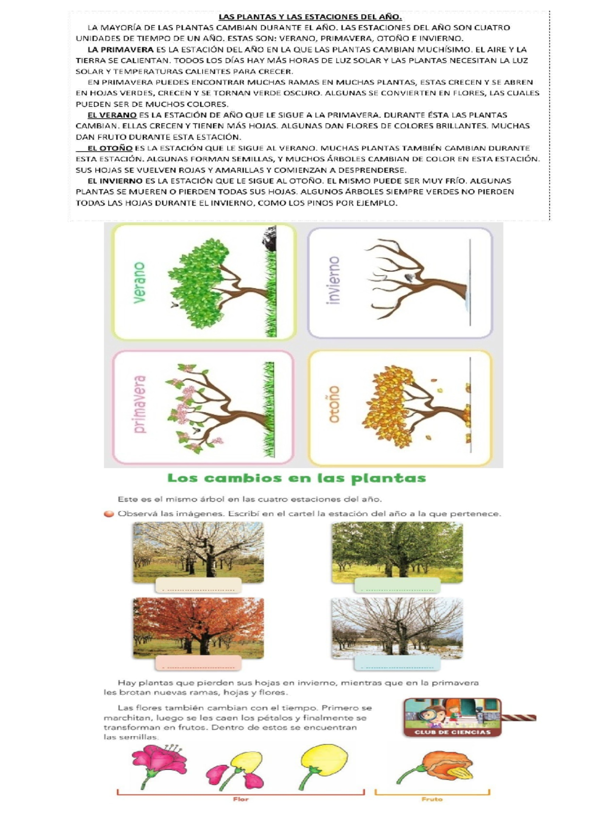 Plantas - LAS PLANTAS Y LAS ESTACIONES DEL AÑO. LA MAYORÍA DE LAS ...