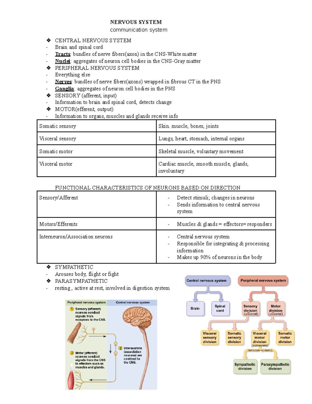 Nervous system notes - communication system CENTRAL NERVOUS SYSTEM ...