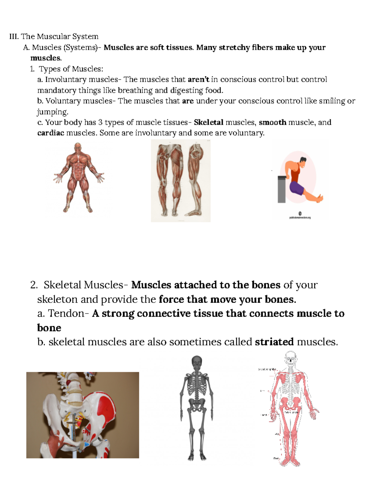The Muscular System - butt - III. The Muscular System A. Muscles ...