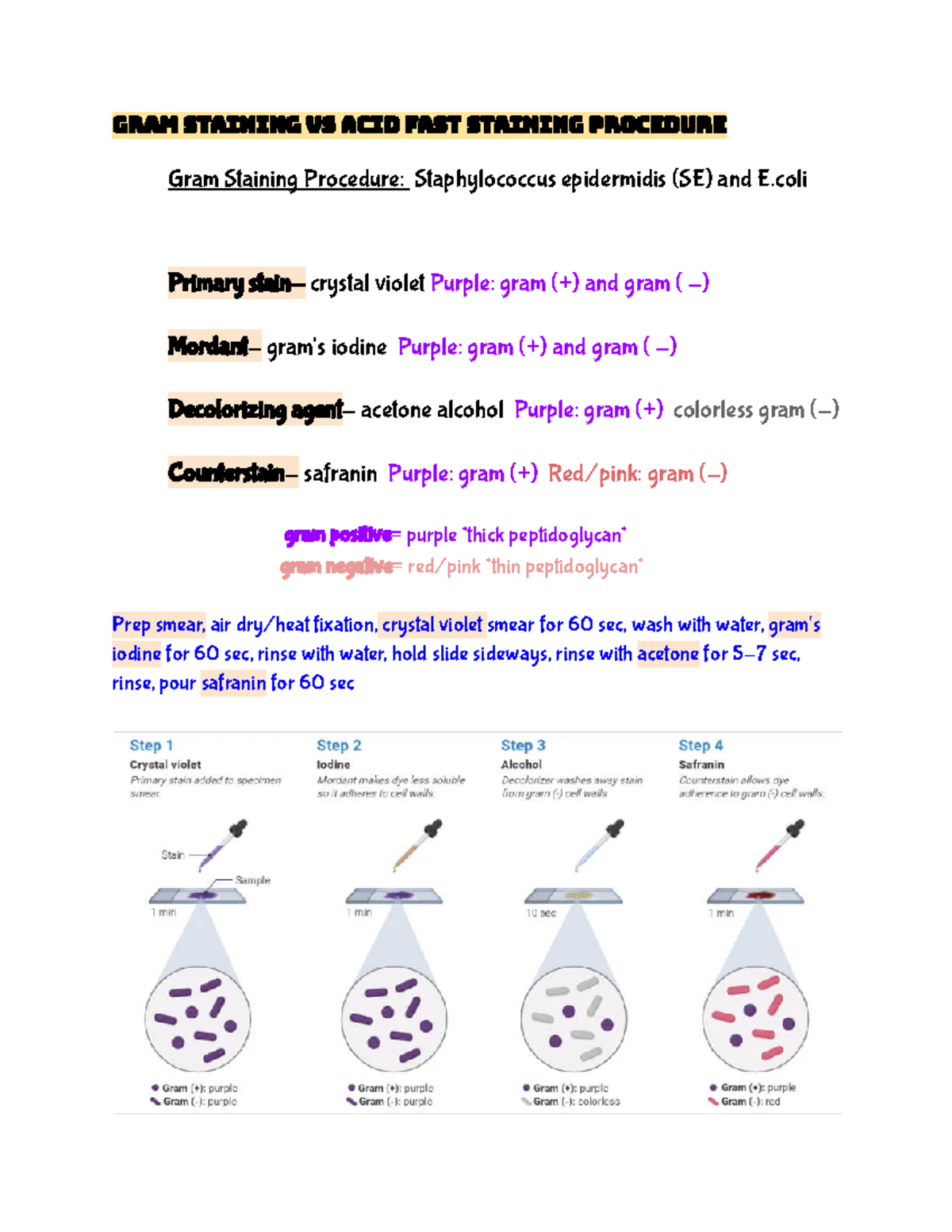 Gram staining vs Acid Fast Staining Procedure - Gram staining vs acid ...