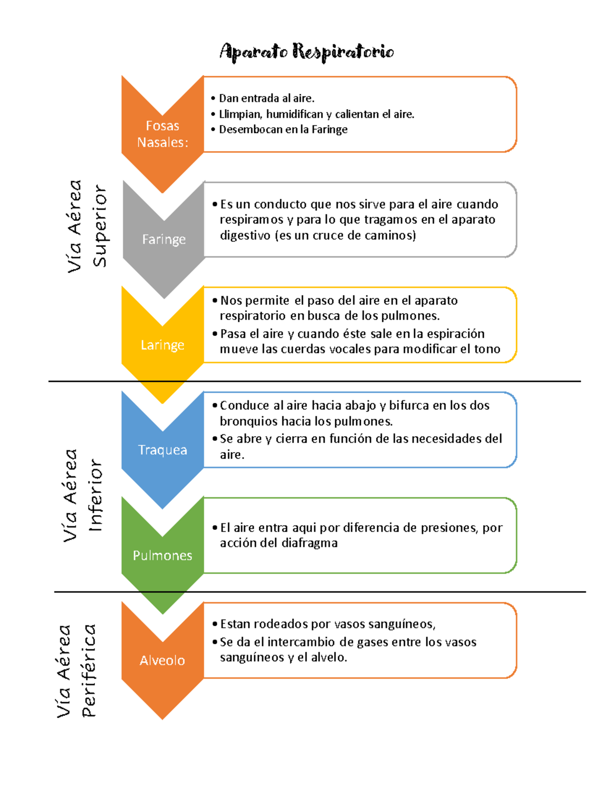 Aparato respiratorio - Warning: TT: undefined function: 32 Warning: TT: undefined function: 32 ...