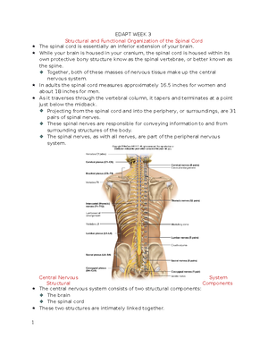Edapt week 6 - Major Functions of the Skeletal System Blood formation ...