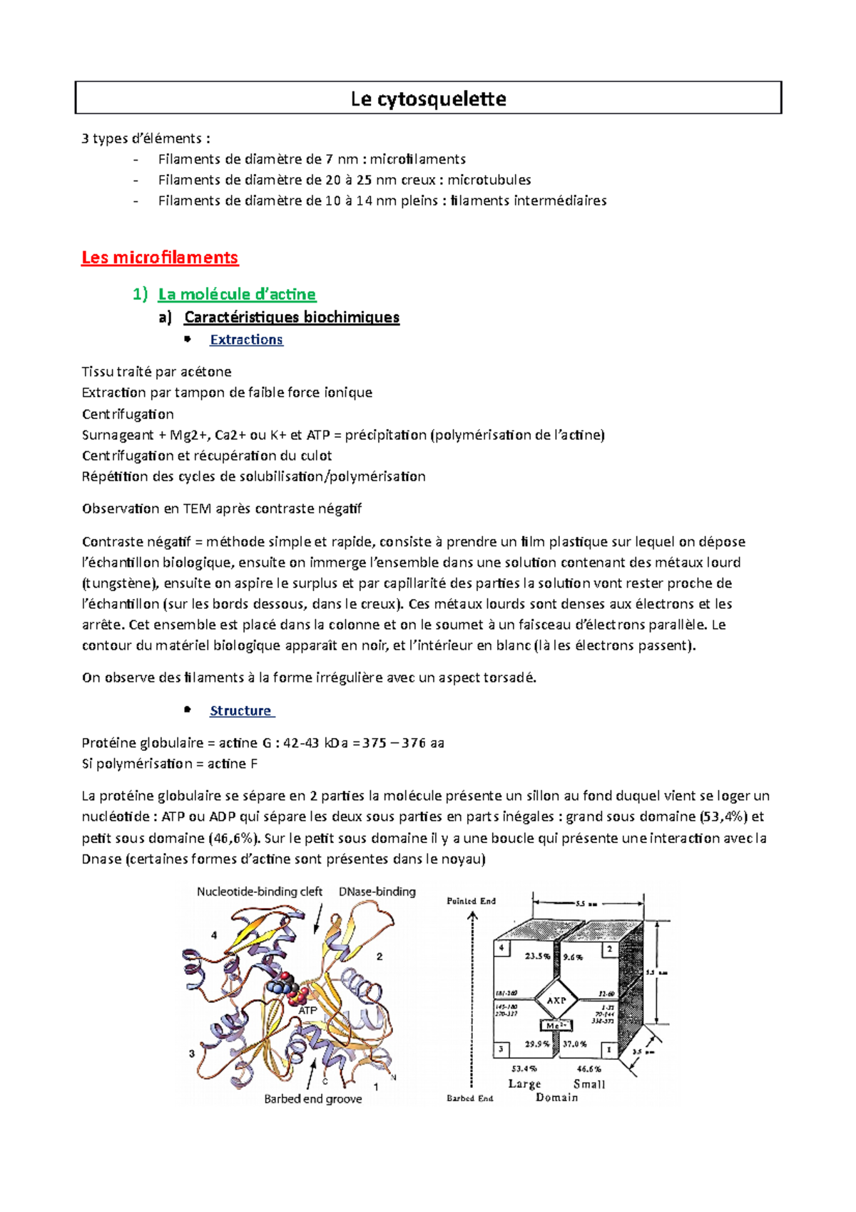 Le cytosquelette - Cours de Biologie cellulaire Licence 3 - Le ...