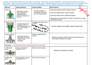 Lower limbs bones - Guid Wintogin ANATOMY The 12th lecture, lower limbs ...