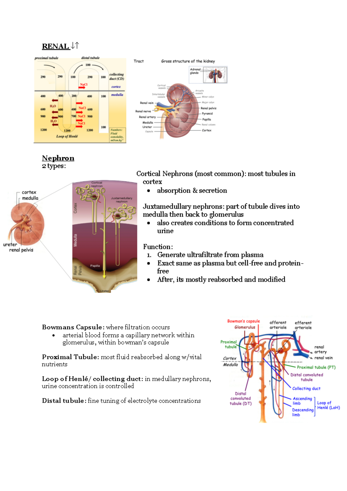 Renal systems pt.1 - RENAL ̄ Nephron 2 types: Cortical Nephrons (most ...