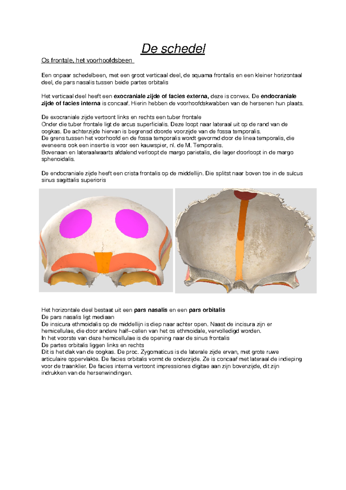 De-schedel - verschillende delen van schedel besproken - De schedel Os ...