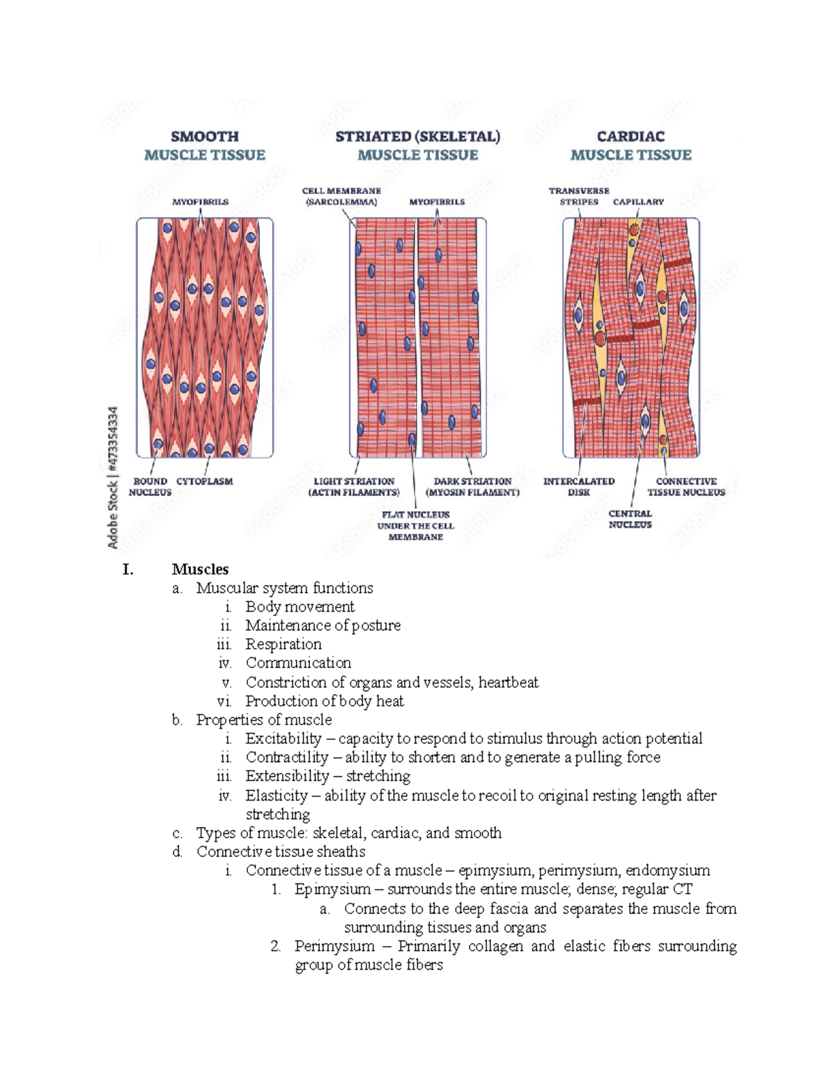 Pathophysiology - 3 types of Muscle -PA - I. Muscles a. Muscular system ...