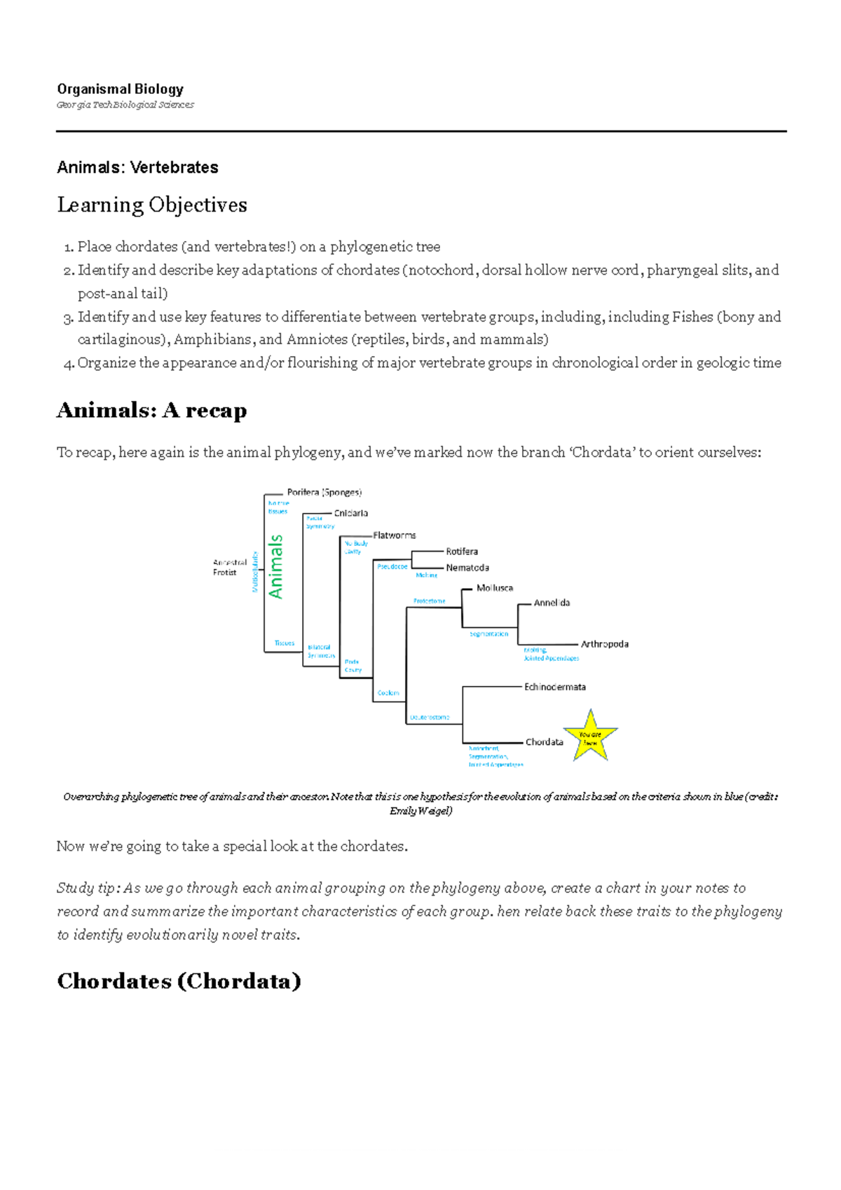 Animals Vertebrates Organismal Biology - Animals: Vertebrates Learning ...