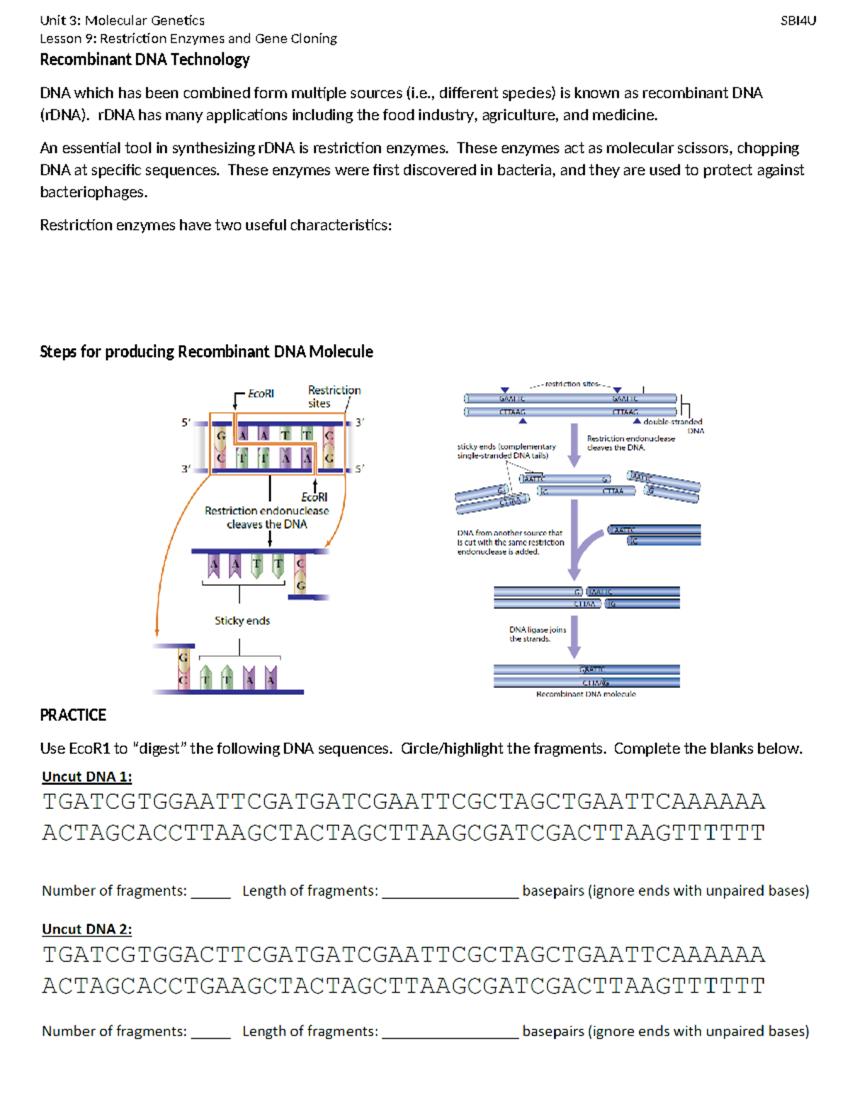 U3L8 Restruction Enzymes PCR Student - Unit 3: Molecular Genetics SBI4U ...