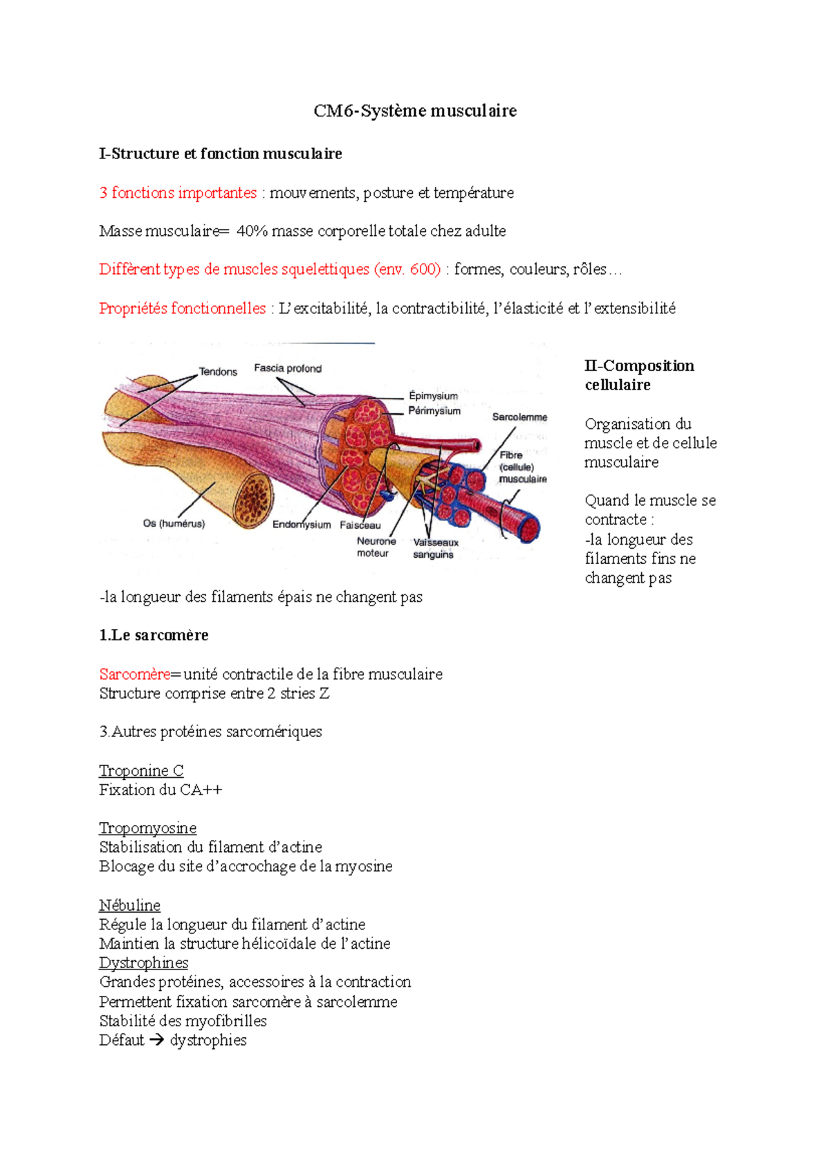 Système musculaire - Cours précis et clair - CM6-Système musculaire I ...