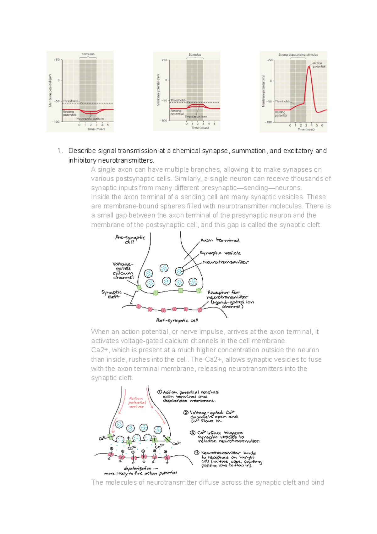 Neurons BIOSCI 107 - Describe signal transmission at a chemical synapse ...