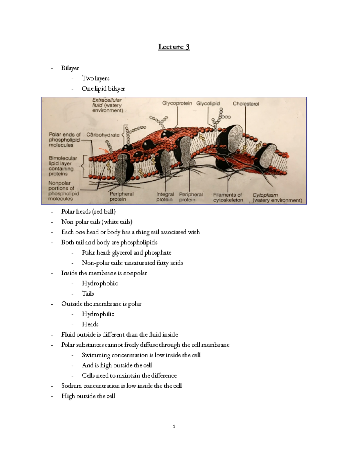 Tissue Bio Lectures - lecture notes 3-15 - Lecture 3 Bilayer Two layers ...