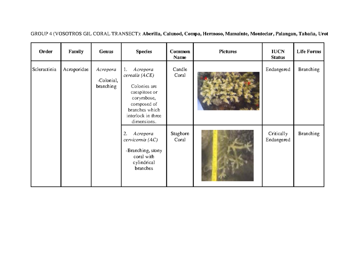 CORAL IDENTIFICATION - GROUP 4 (VOSOTROS GIL CORAL TRANSECT): Aberilla ...