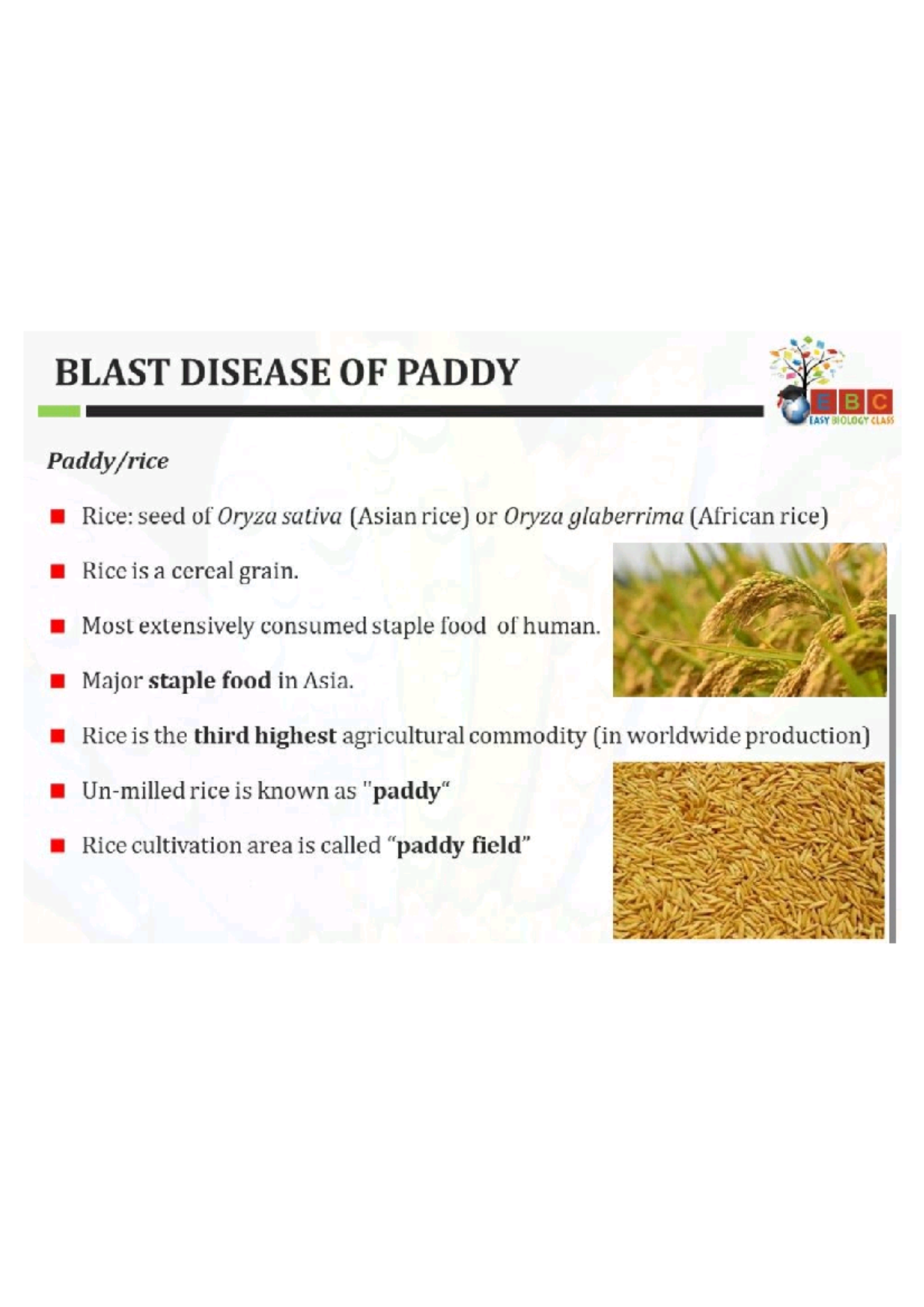 Blast Disease OF Paddy - Simple notes - Microbiology, Plant Pathology ...