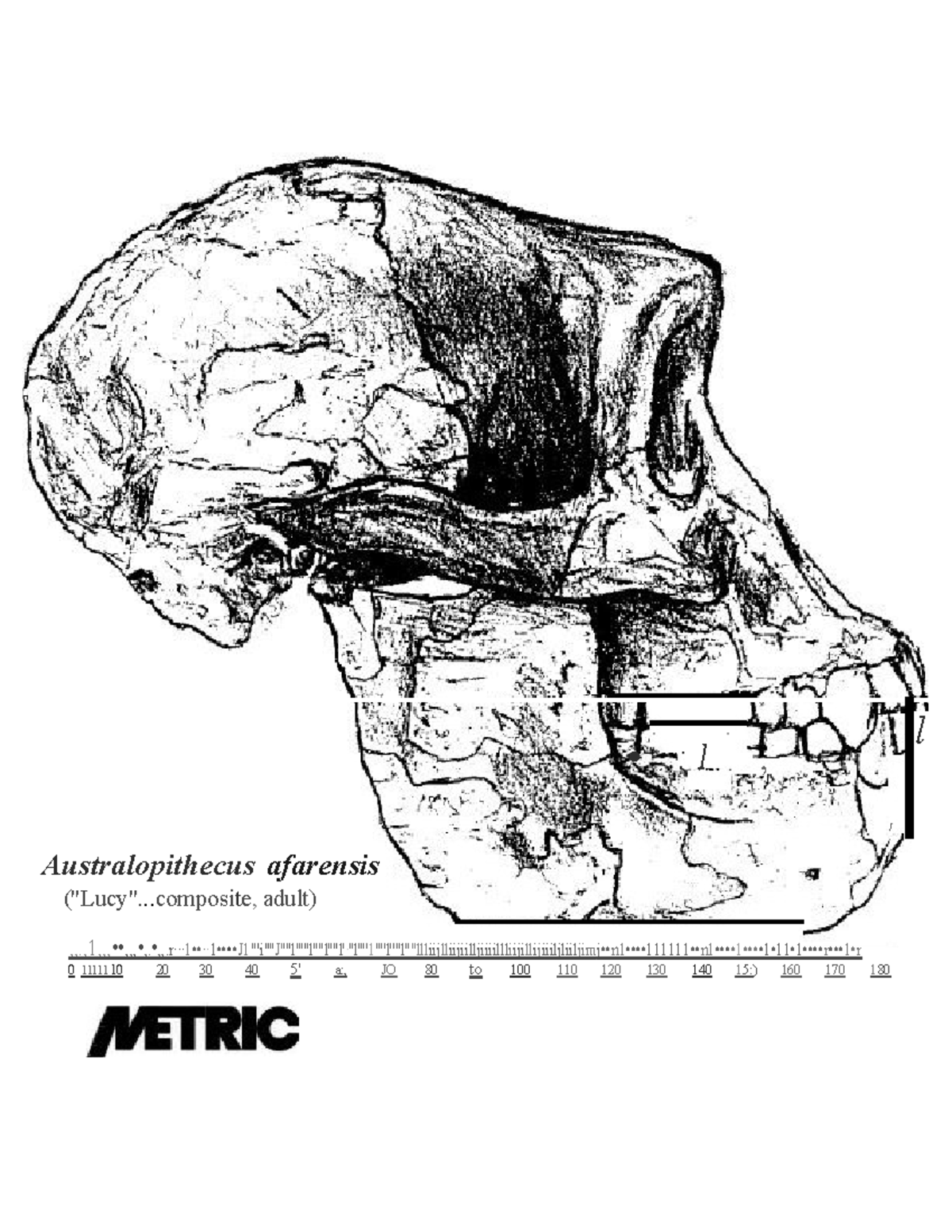 Hominid skulls word - b,m vc - ####### .. l : 1 , I Australopithecus ...