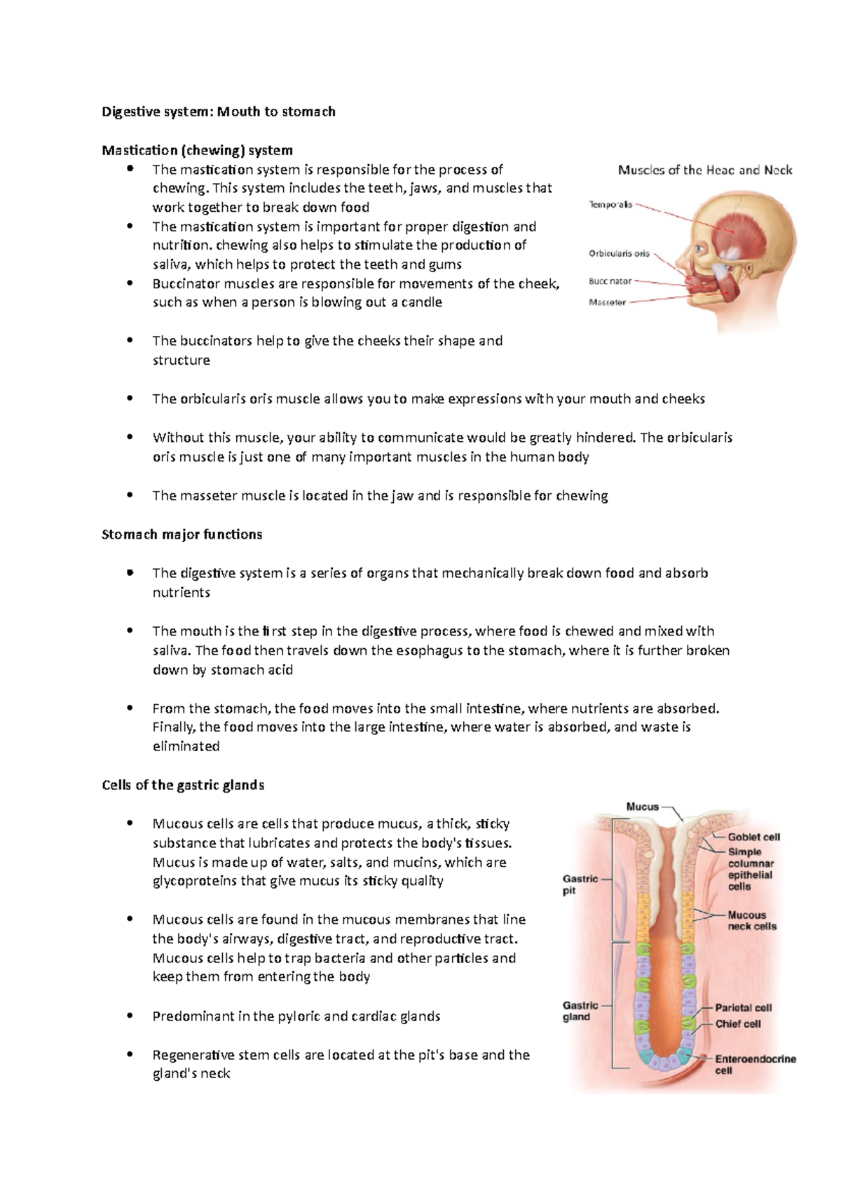 Digestive system assessment 1B - Digestive system: Mouth to stomach ...