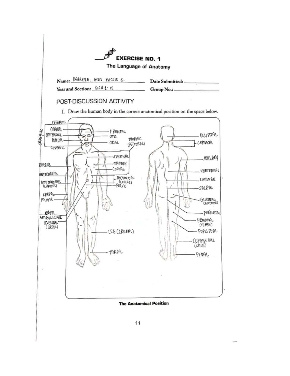 Anatomy - Mathematics in Modern World - Studocu