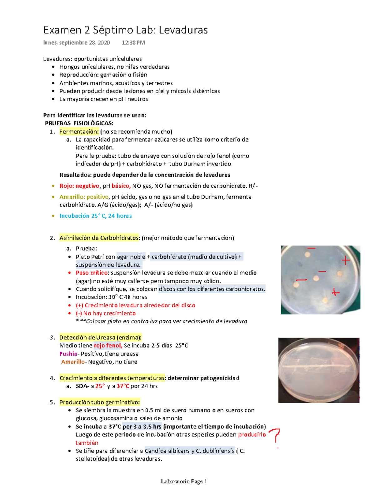 Repaso Lab Mico 2 - Hongos unicelulares, no hifas verdaderas Reproducción: gemación o fisión ...