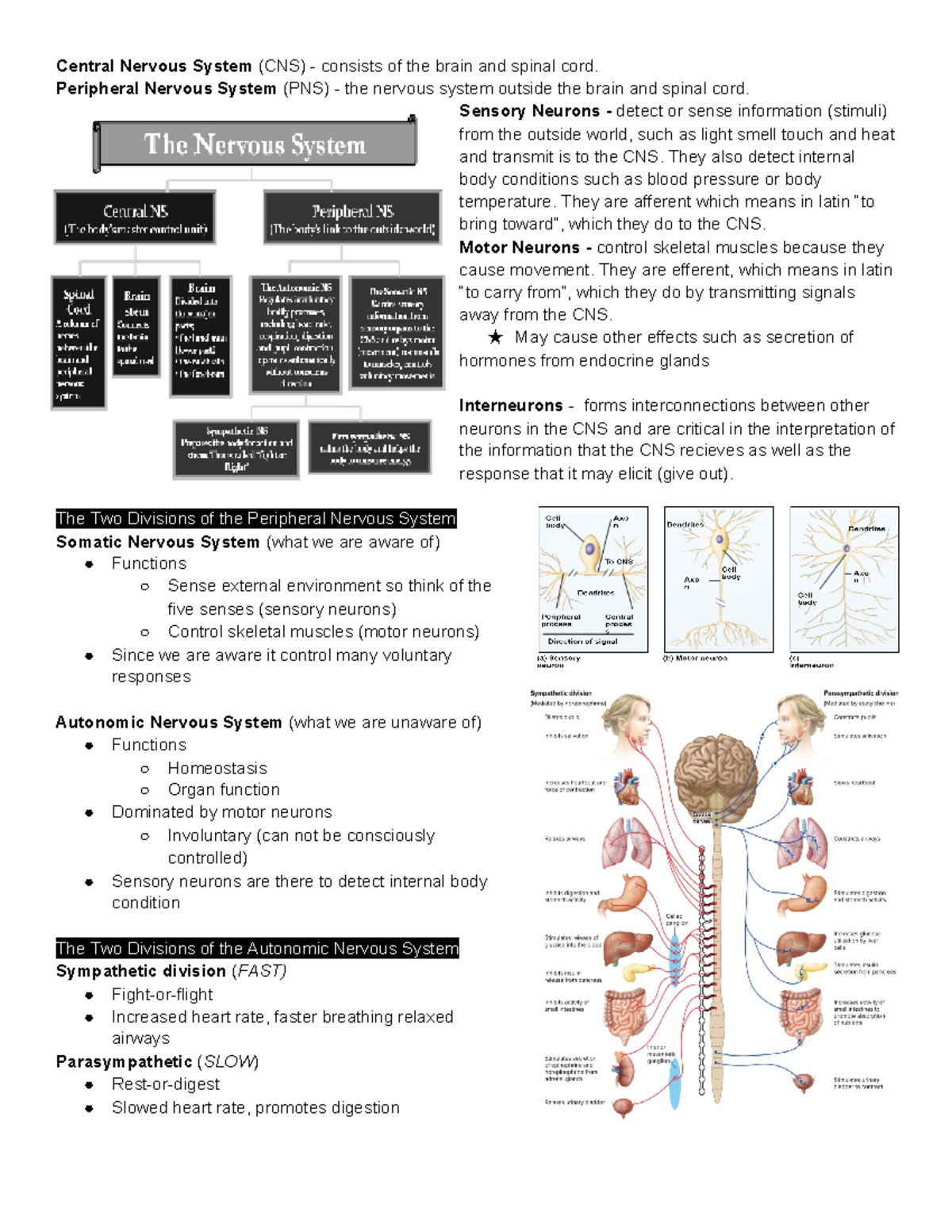 Nervous System - Peripheral Nervous System (PNS) - the nervous system ...