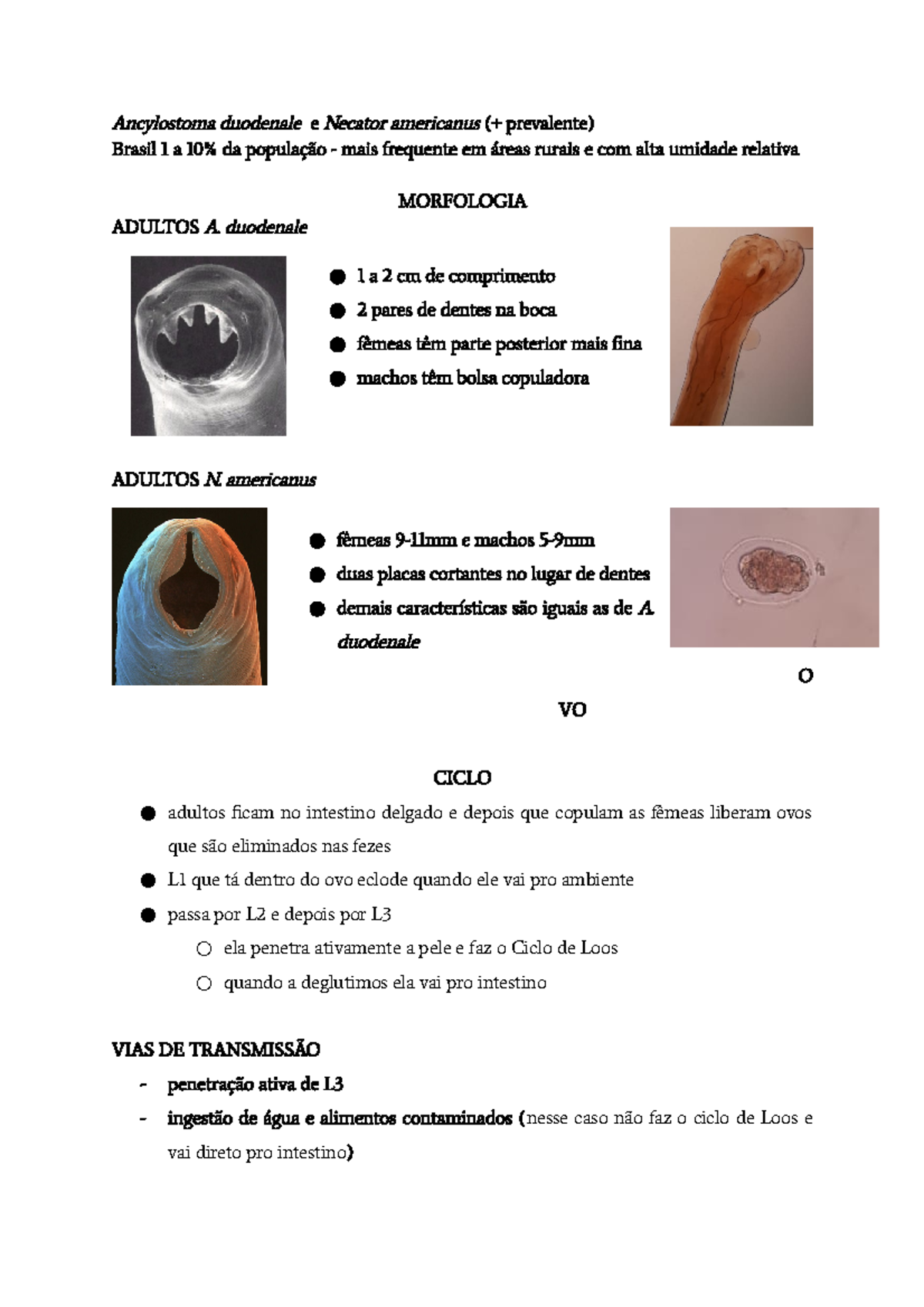 Ancylostoma duodenale e Necator amerianus - Ancilostomose (amarelao ...