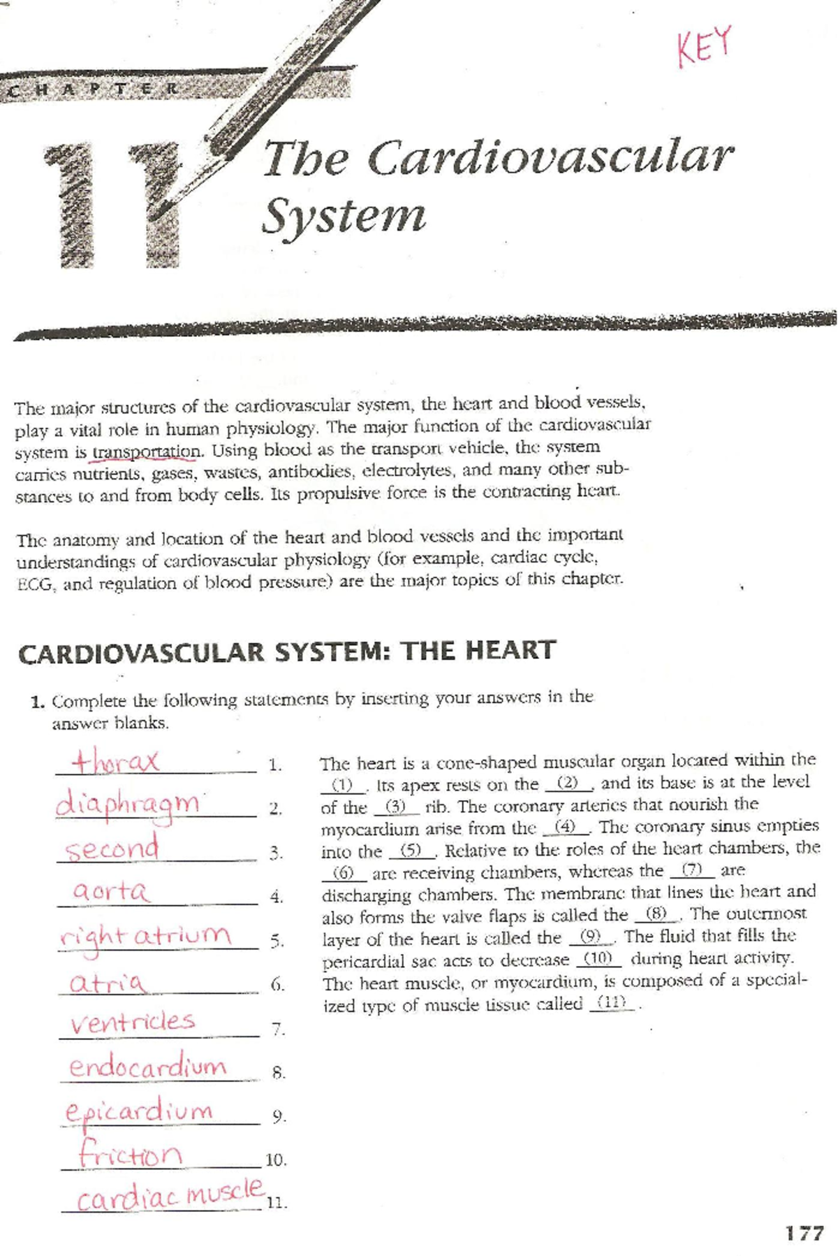 KEY Cardiovascular System Review - a YF The Cardiovascular The major ...