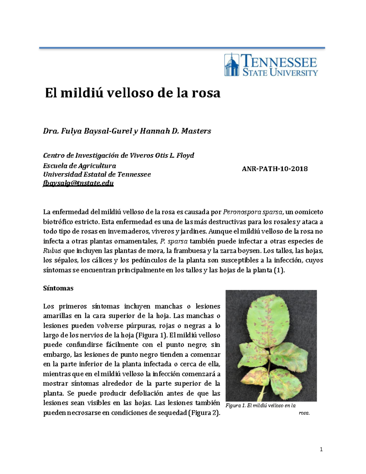 Rose Downy Mildew Factsheet El mildiú velloso de la rosa - El mildiú ...