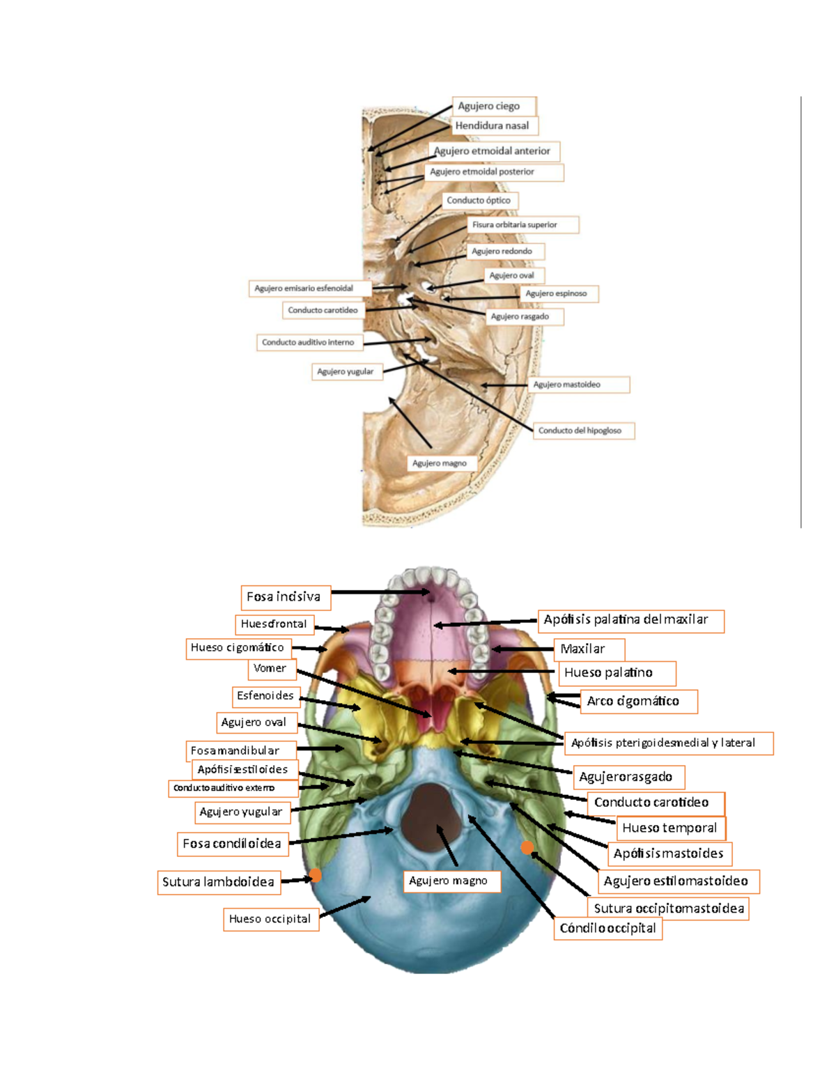 BASE DE CRANEO IMAGENES - Anatomía 2 - Studocu