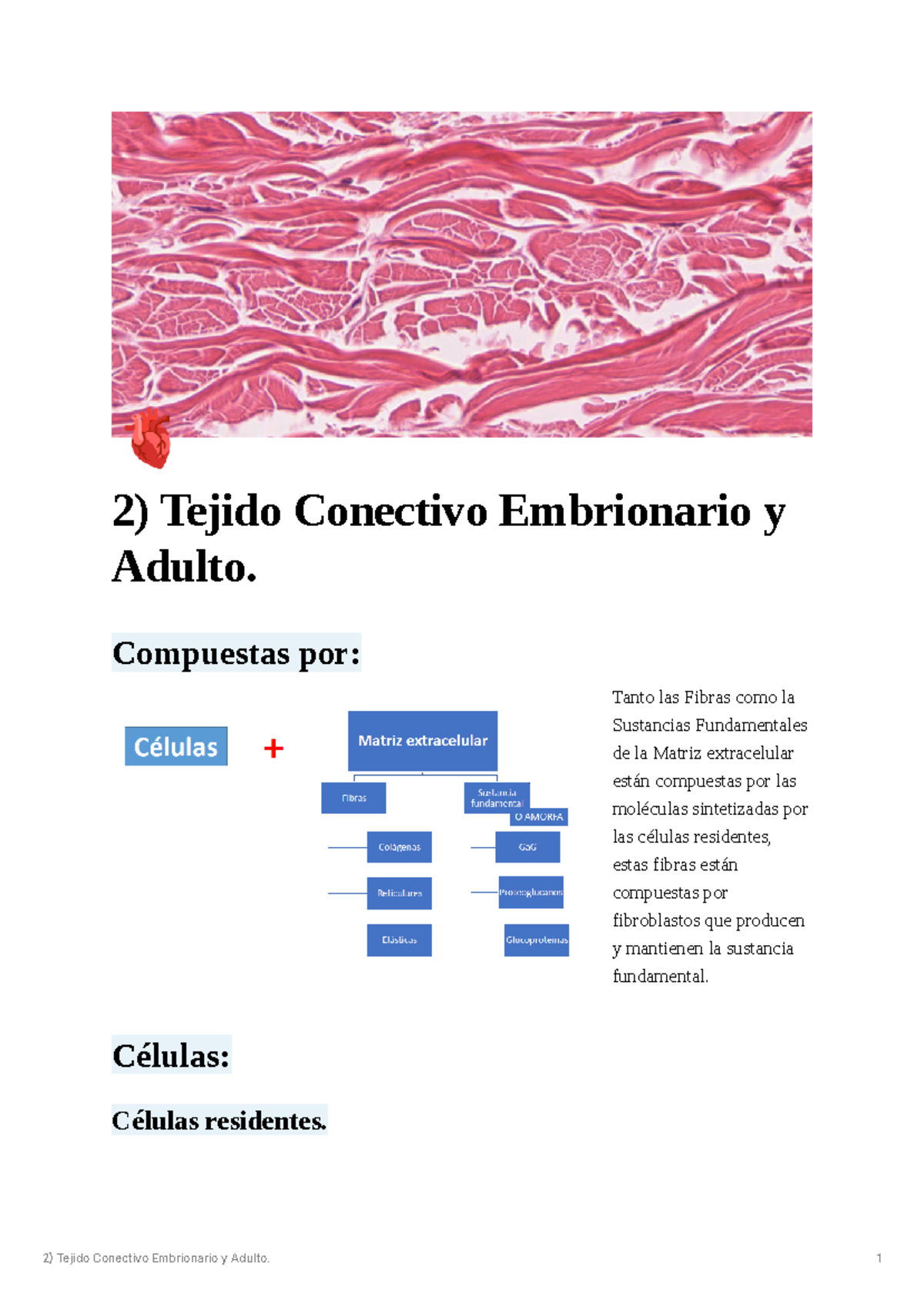 2) Tejido Conectivo Embrionario y Adulto bdbff 0bbba3044b08178 ...