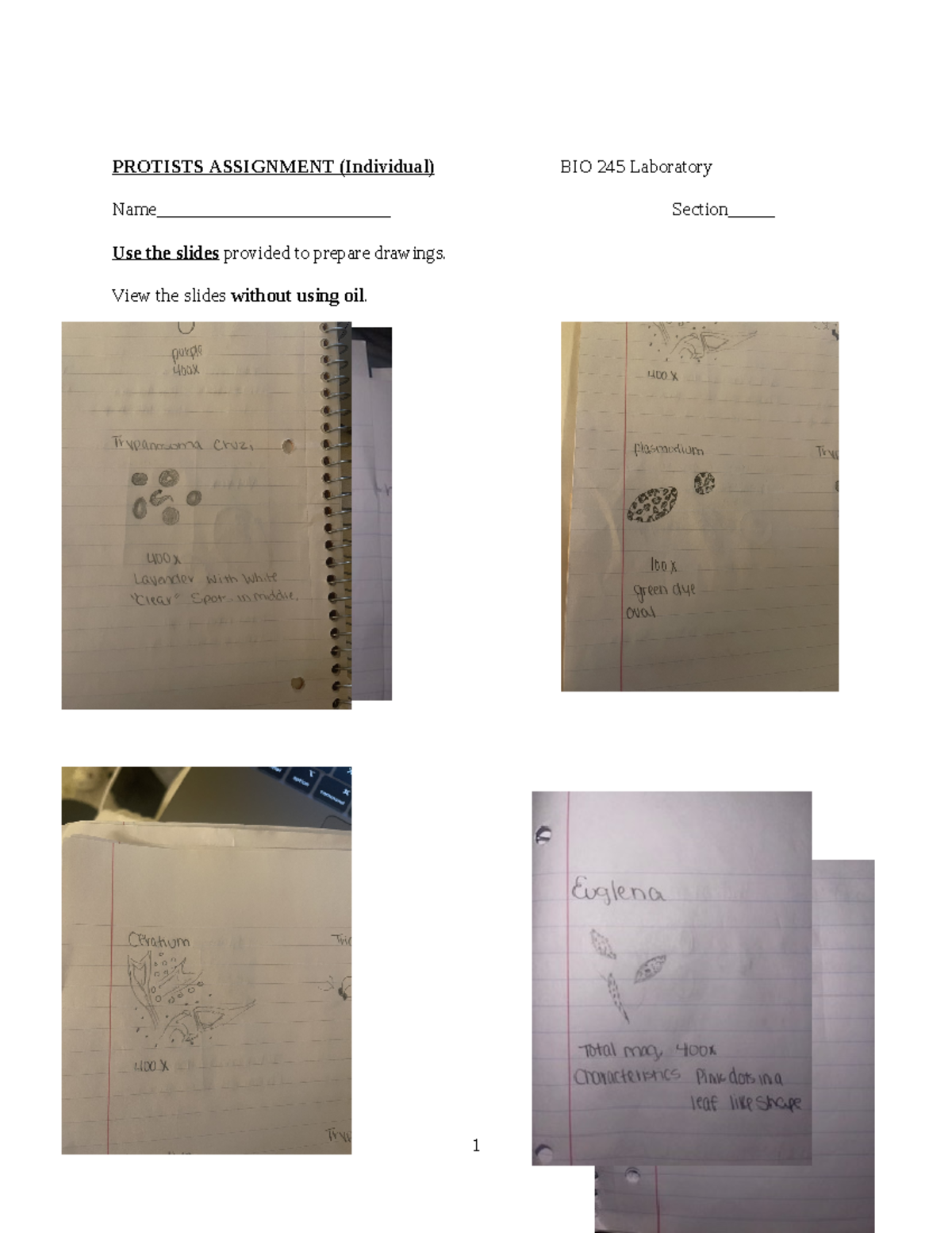 Chapter 16 Protists Revised 05242021 - PROTISTS ASSIGNMENT (Individual ...