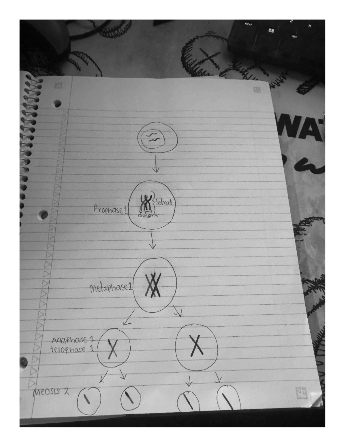 Minute sketch meiosis - BIOL 1403 - WA Stetrad Prophase1 chiasma ...