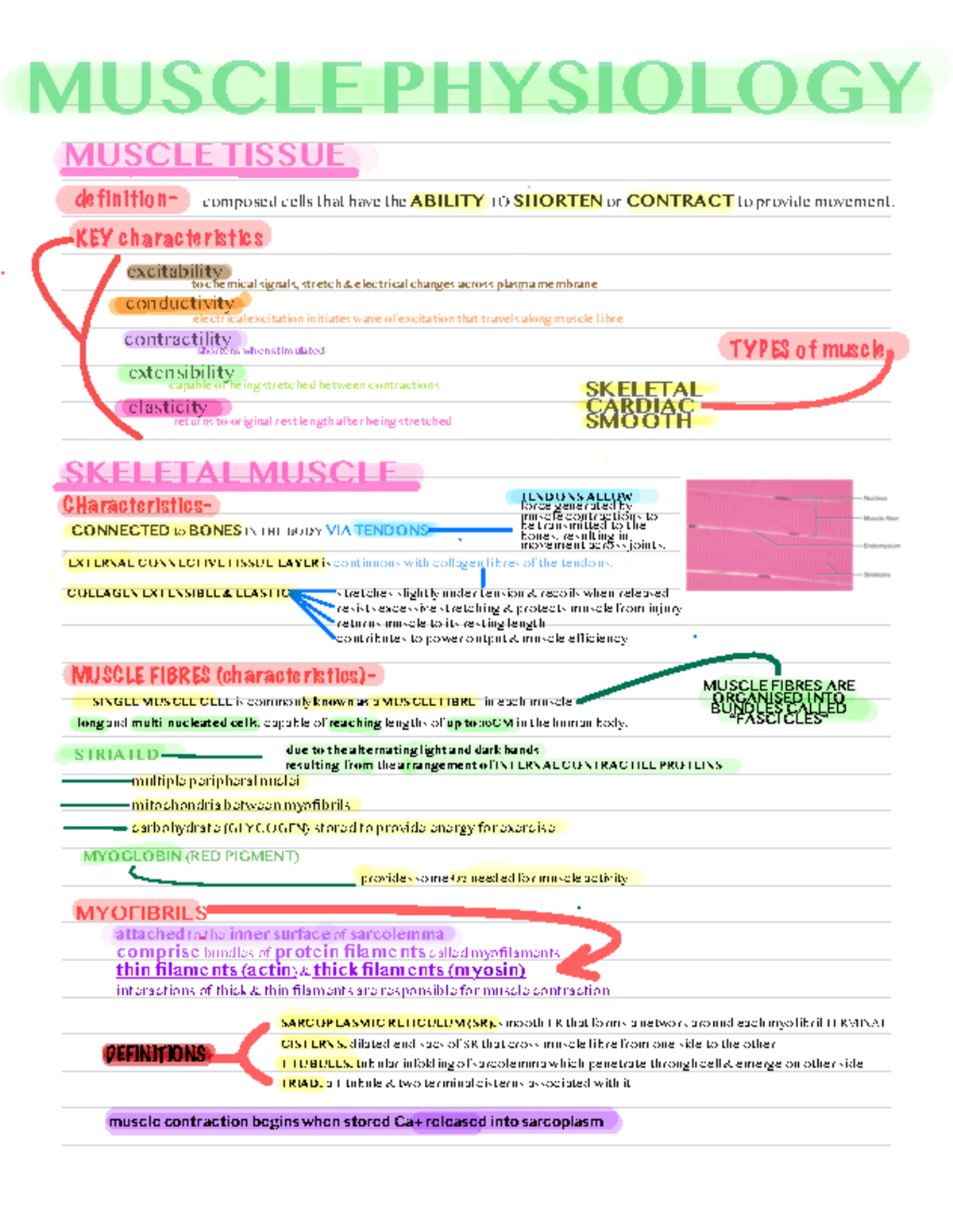 Lec 1 notes AP2 - m90 ecu - MUSCLE PHYSIOLOGY MUSCLE TISSUE definition ...
