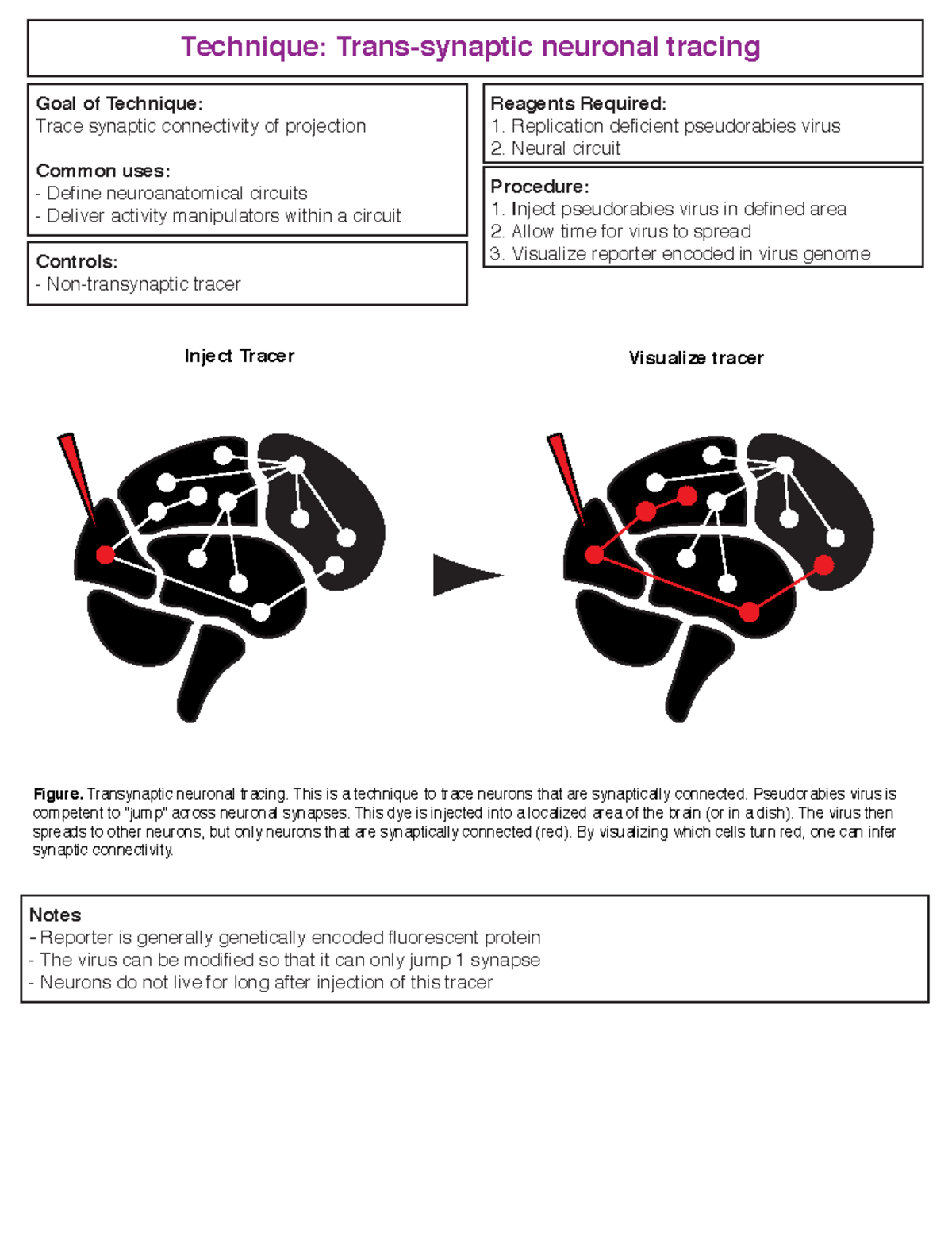 Trans-neuronal tracing - Technique: Trans-synaptic neuronal tracing ...