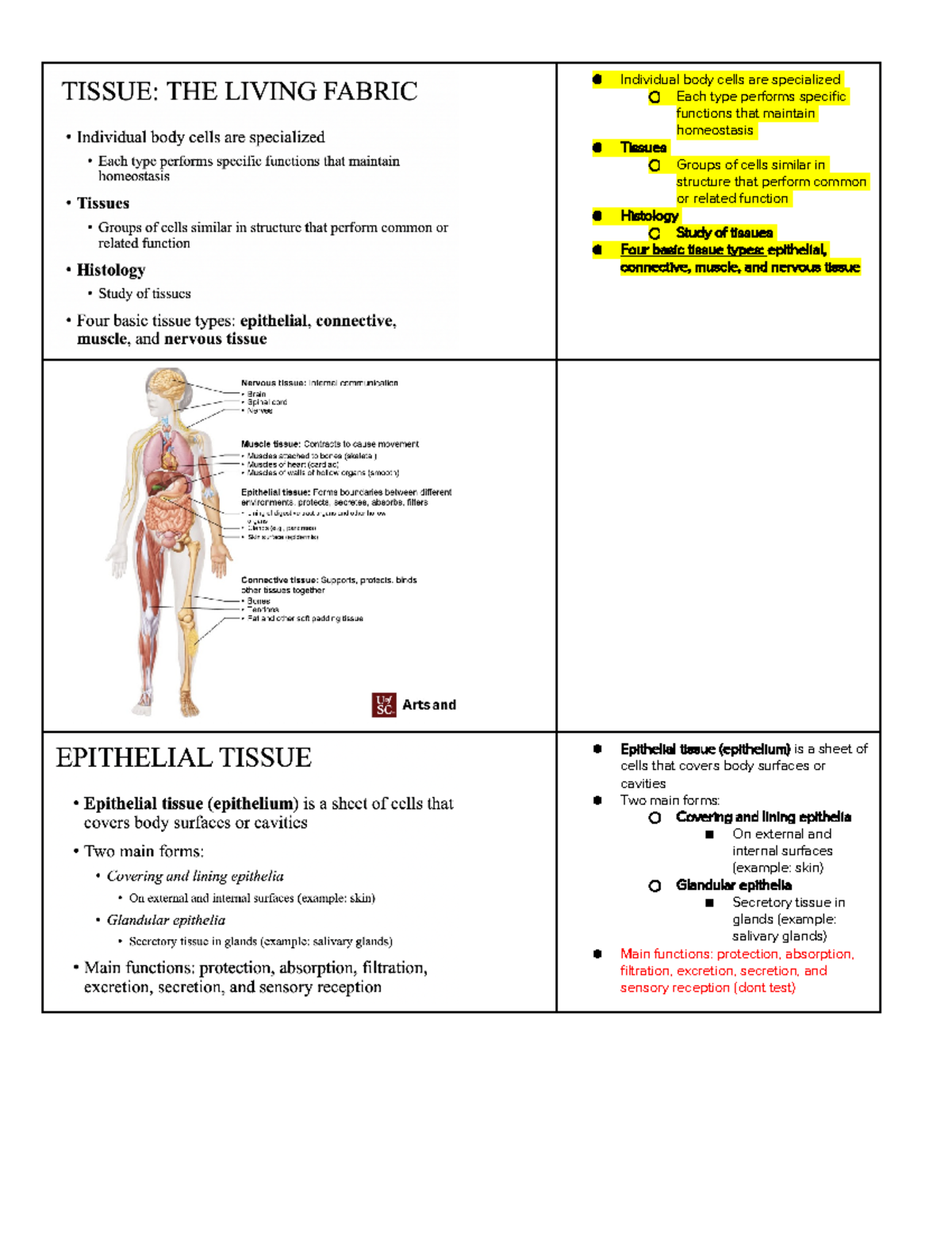 4 chapter human anat - Individual body cells are specialized Each type ...