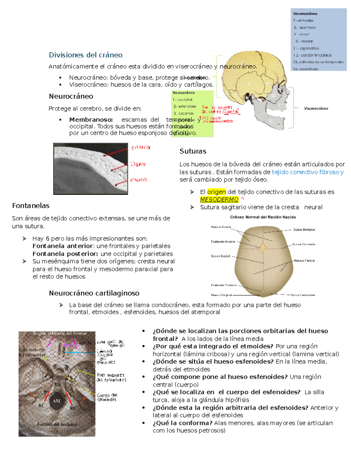 Desarollo del craneo - Divisiones del cráneo Anatómicamente el cráneo ...