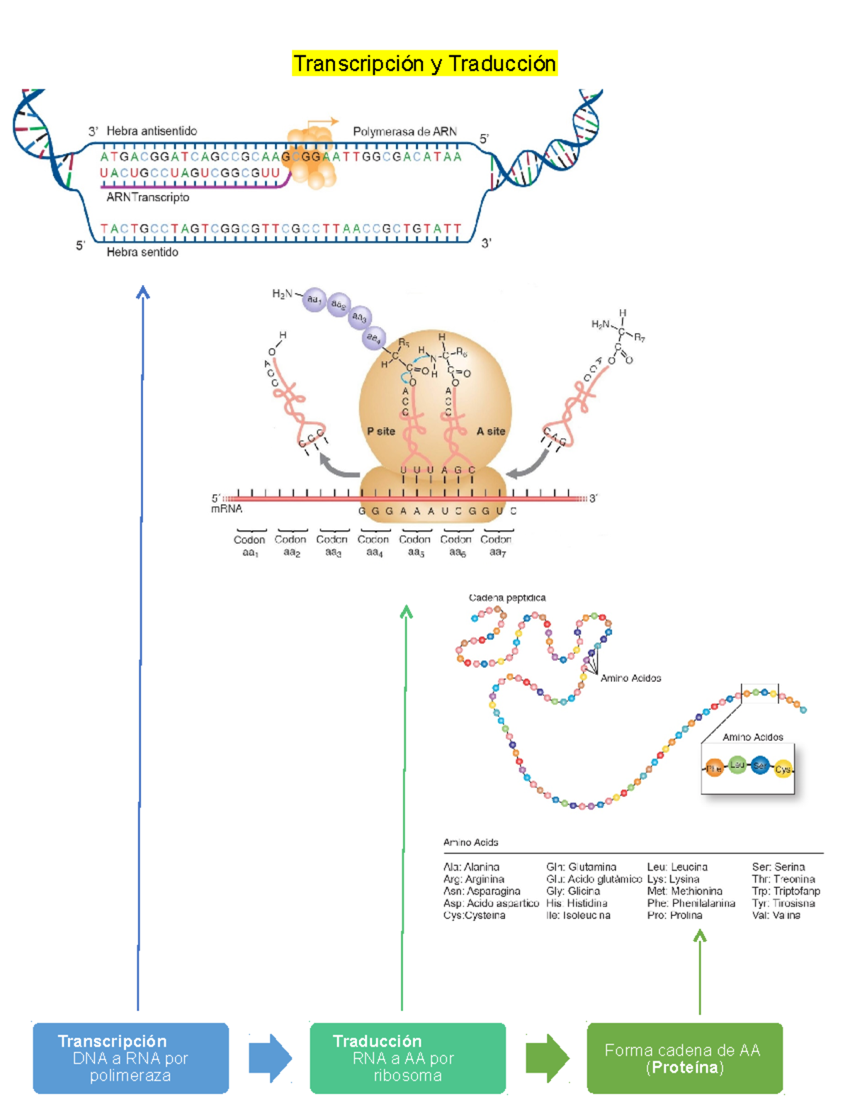 Transcripción y Traducción - Transcripción DNA a RNA por polimeraza ...