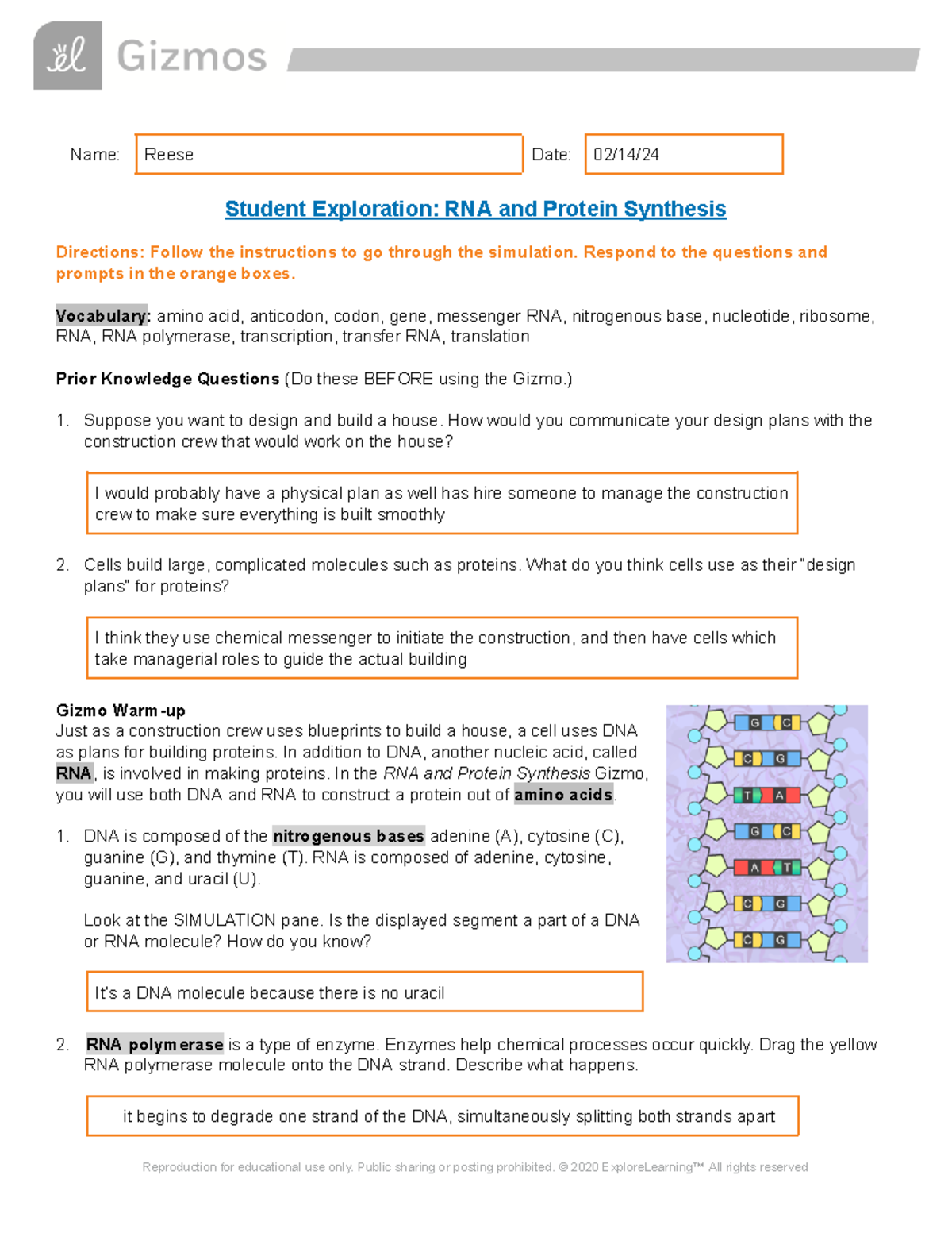 AP Bio RNA and Protein Synthesis Gizmo - Reese Romero - Name: Reese ...