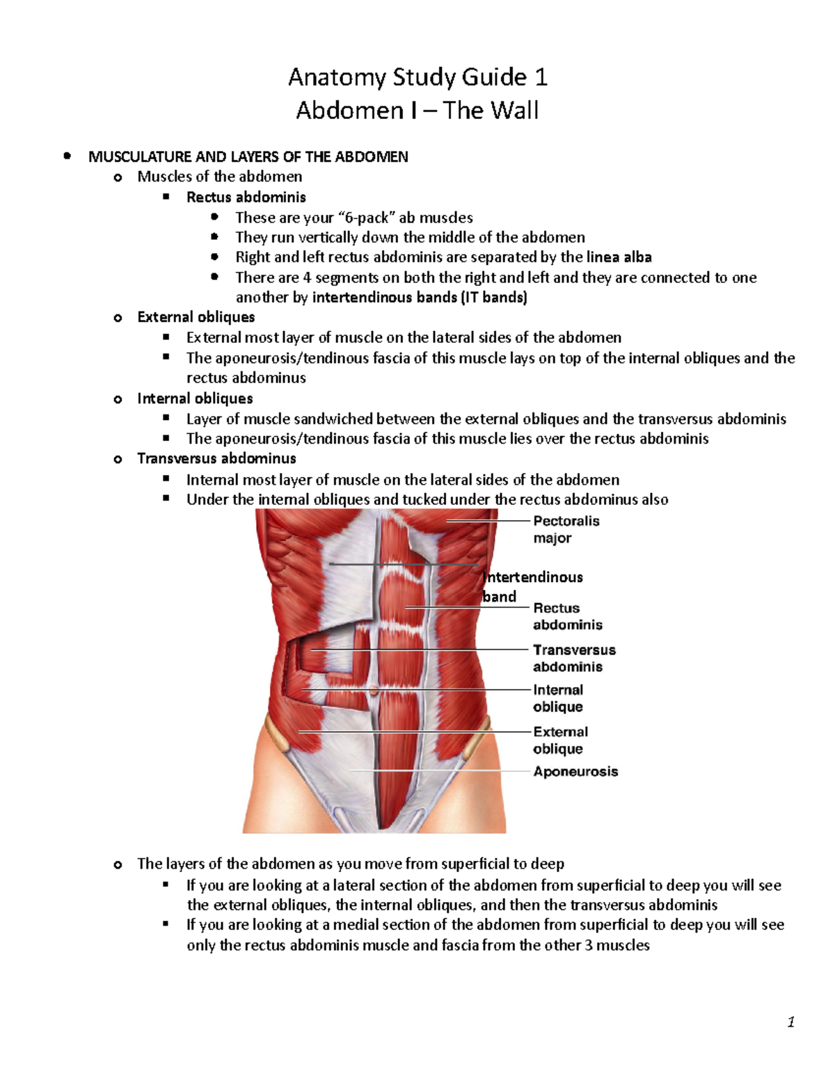 1 - Abdomen I The Wall (professors) - Anatomy Study Guide 1 Abdomen I ...