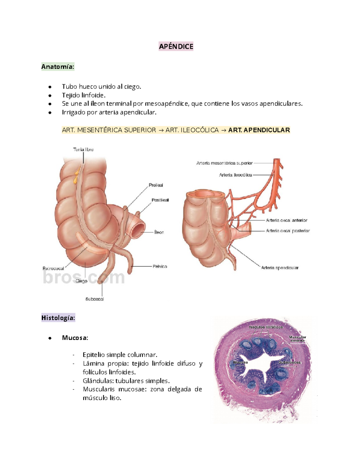 Apendicitis: anatomía, patogenia y clínica. - APÉNDICE Anatomía: Tubo ...