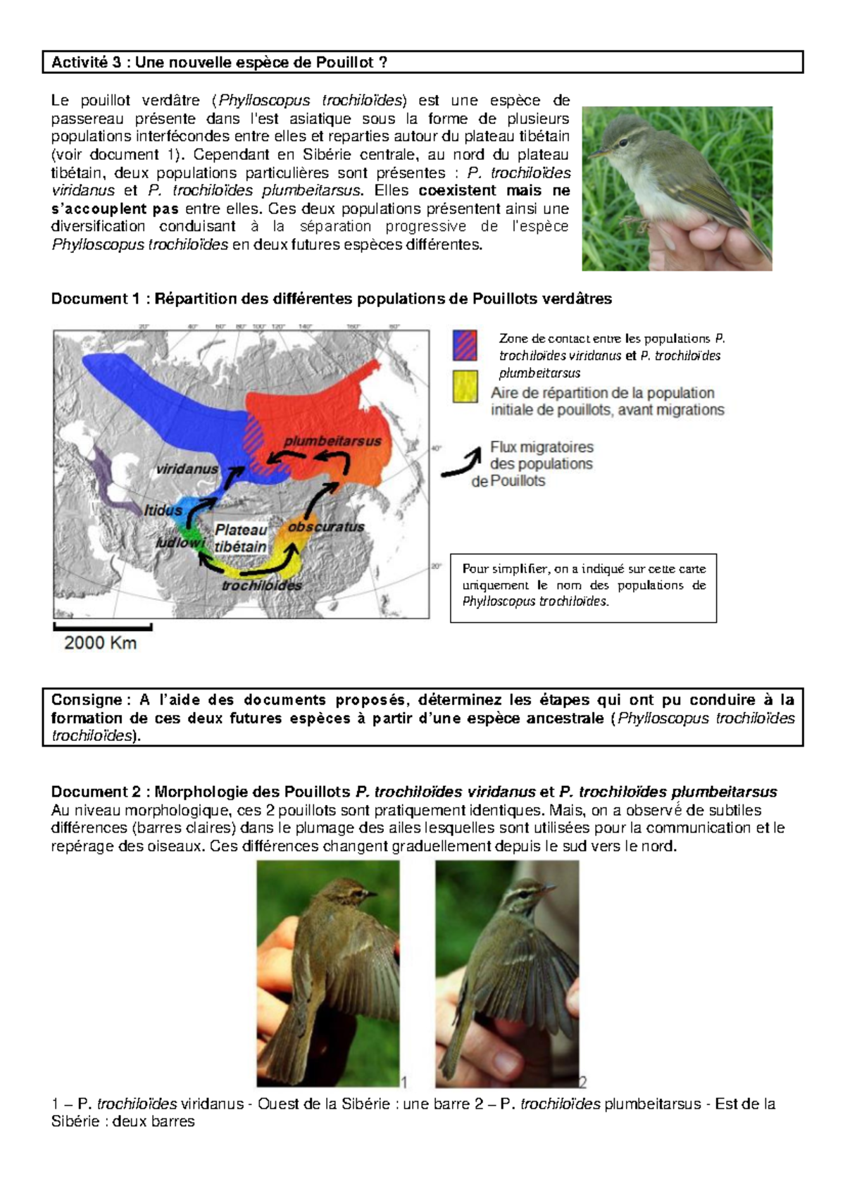 Activité 3 - exercice d'SVT - Activité 3 : Une nouvelle espèce de ...