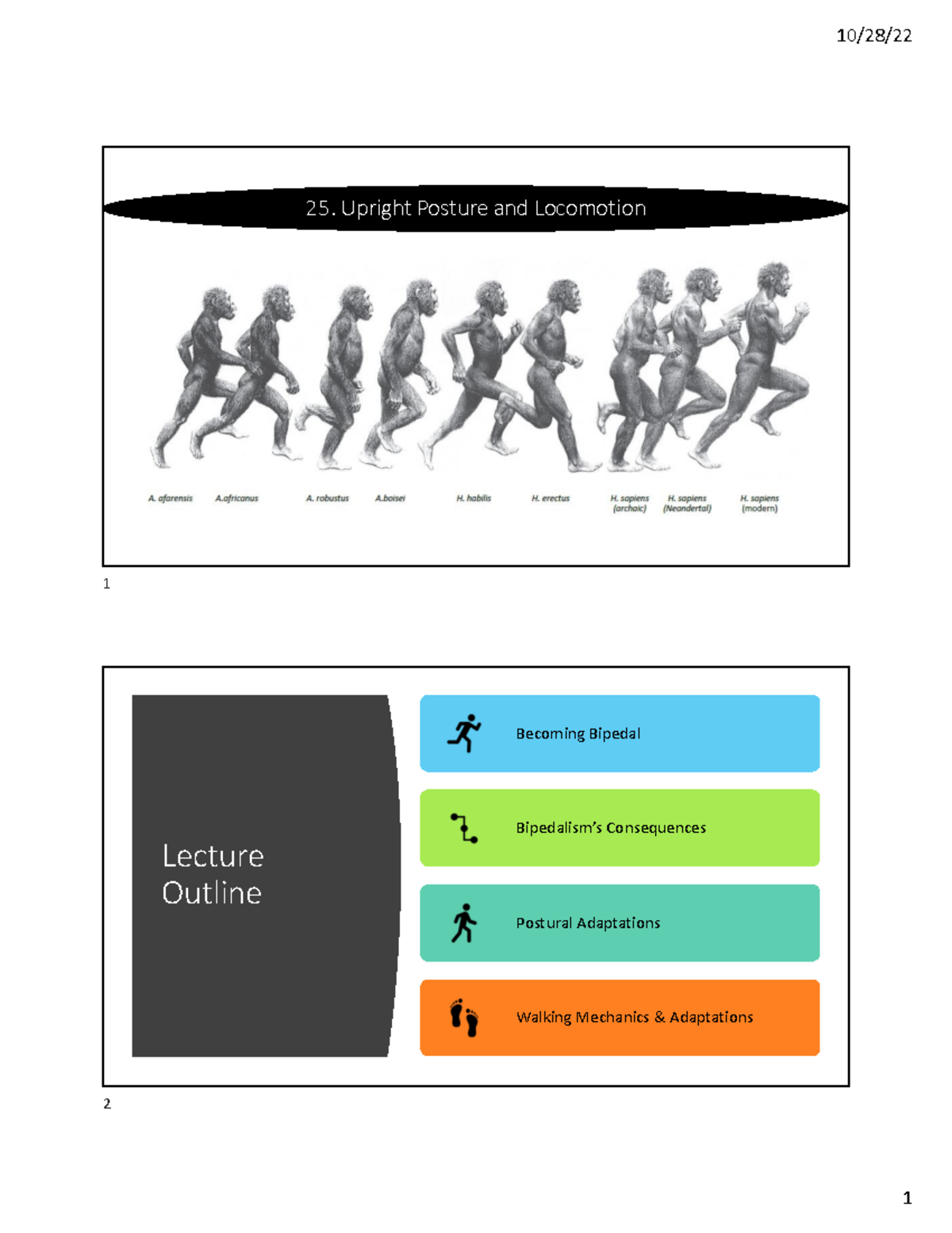 Upright Posture and Locomotion - Upright Posture and Locomotion 1 ...