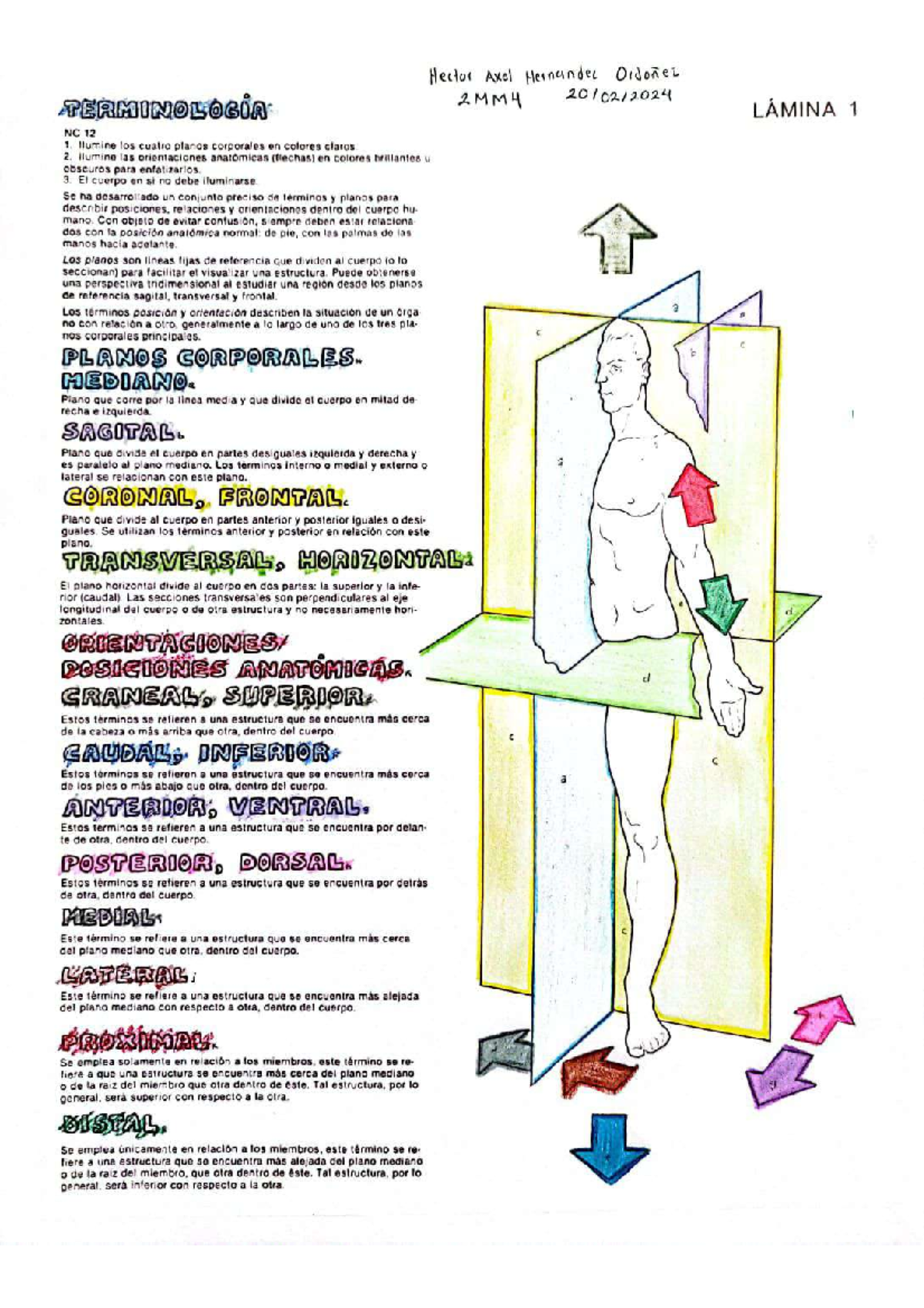 Tarea 1. Planimetría y División celular Hector Axel Hernandez Ordoñez ...
