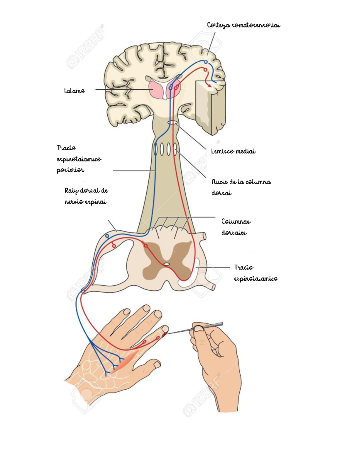 Vias somatosensoriales - Corteza somatosensorial talamo Nucle de la ...