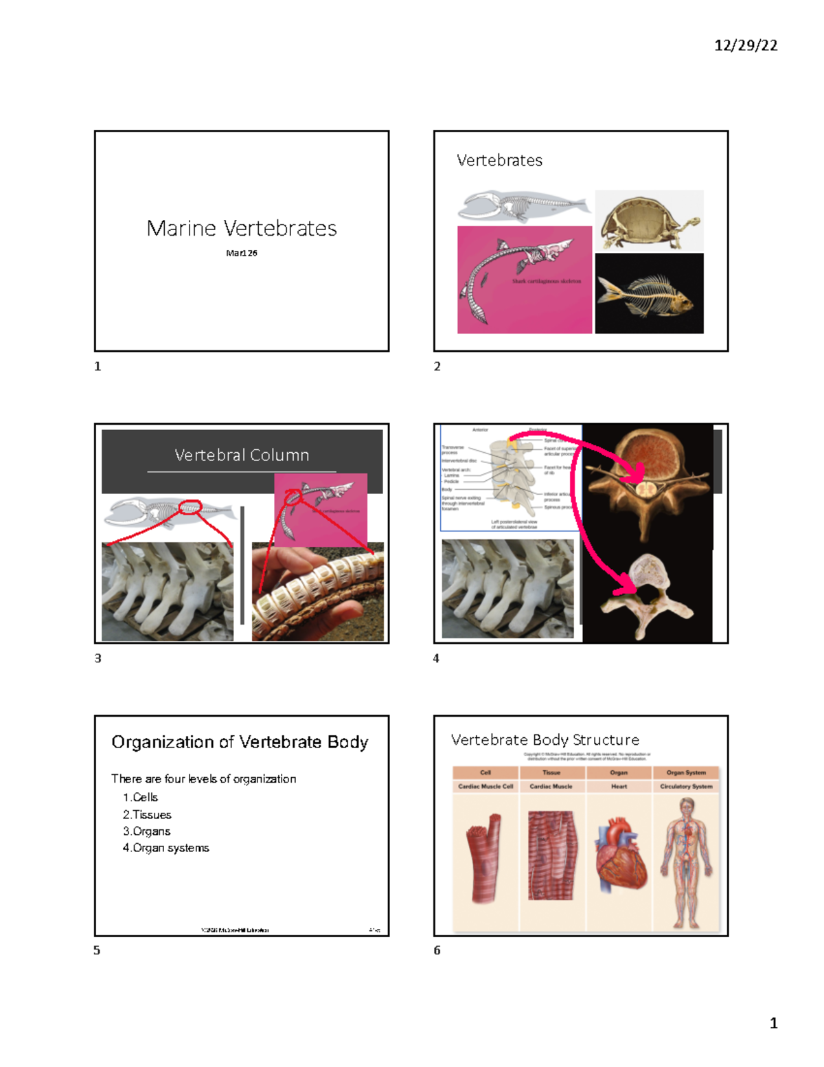 UNIT 2 Marine Vertebrates - Marine Vertebrates Mar 1 Vertebrates 2 ...