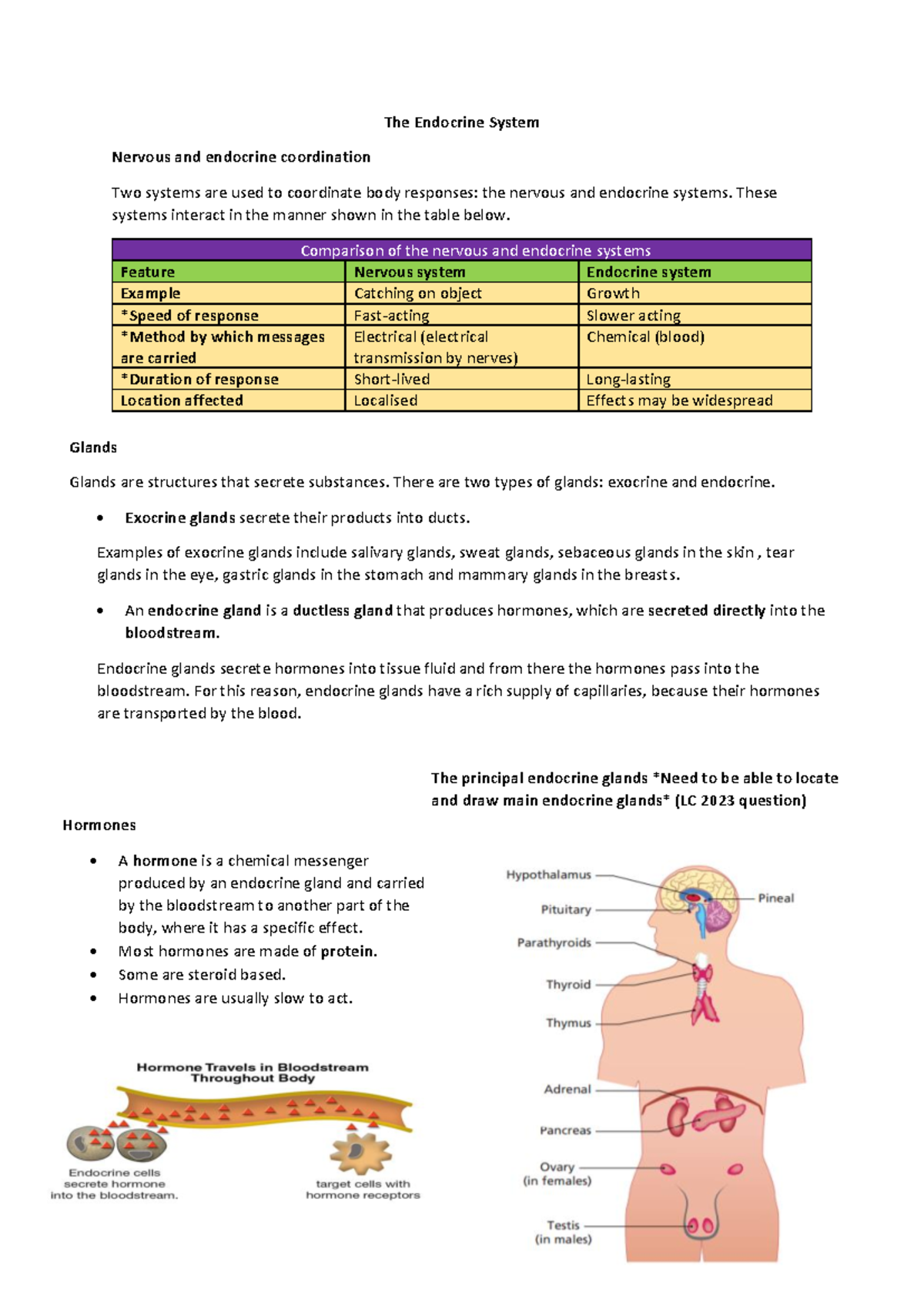 The endocrine system notes - The Endocrine System Nervous and endocrine ...