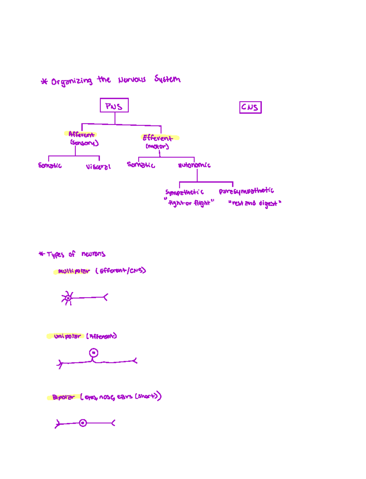 Lab 1 wrap up assignment - Organizing the nervous System PNS CNS ...