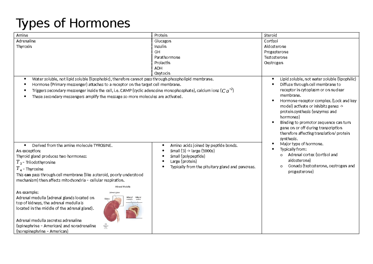 Types of hormones - Types of Hormones Amine Protein Steroid Adrenaline ...