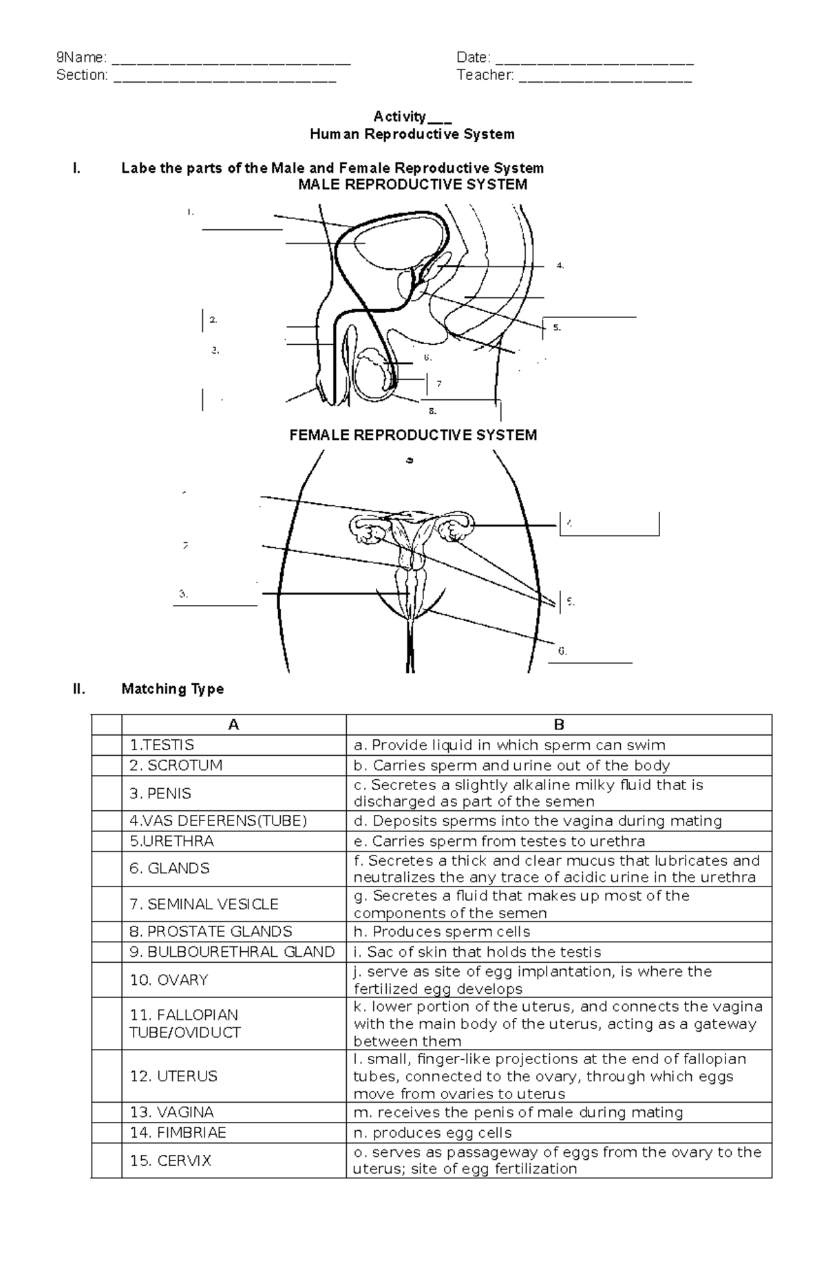 Activity -Reproductive-System - 9Name ...