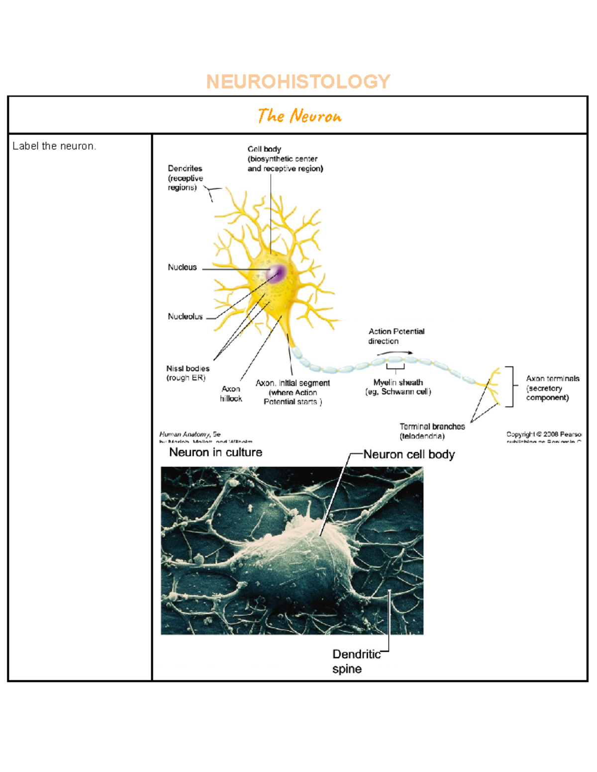 Lecture Notes 1 Neurohistology - NEUROHISTOLOGY The Neuron Label the ...