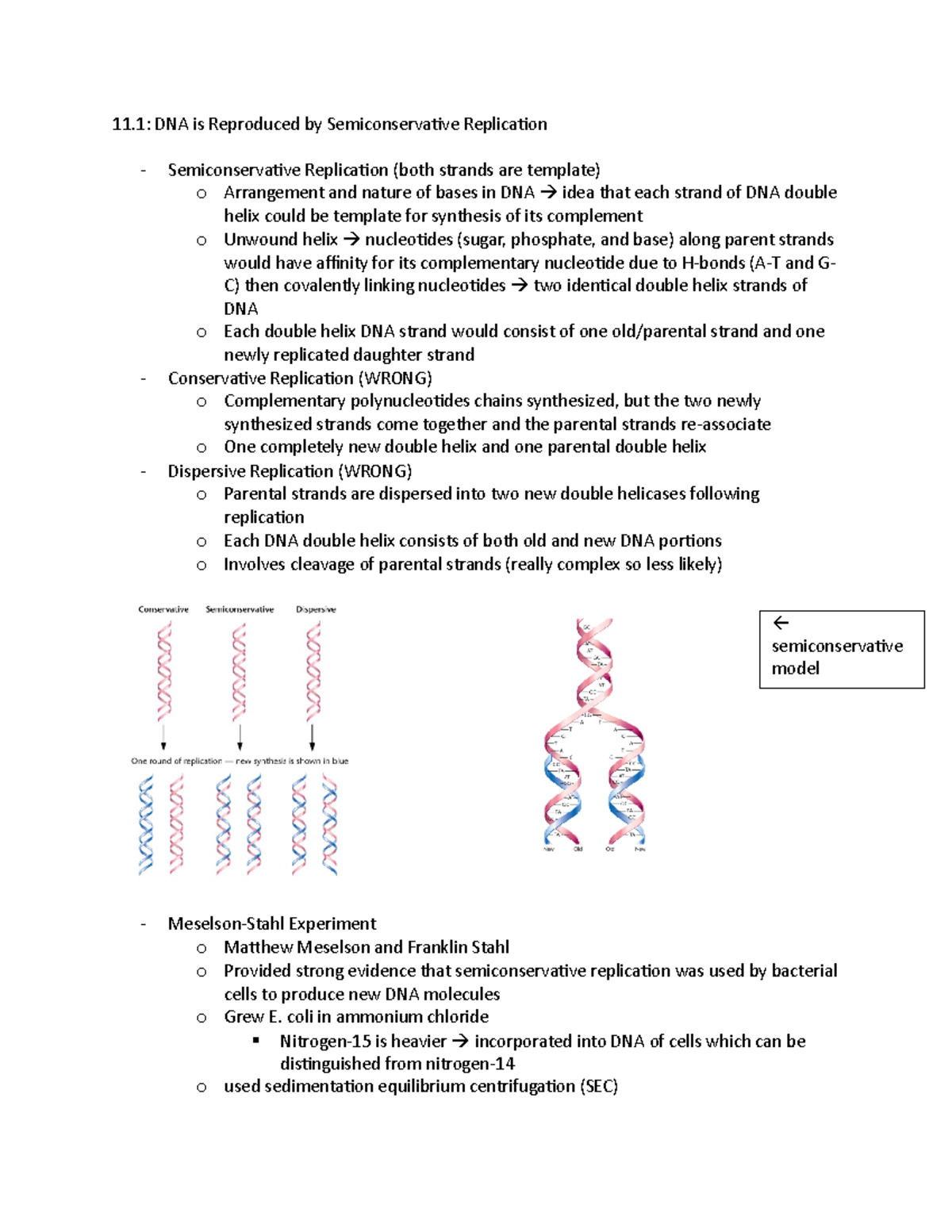 Chapter 11 - 11: DNA is Reproduced by Semiconservative Replication ...
