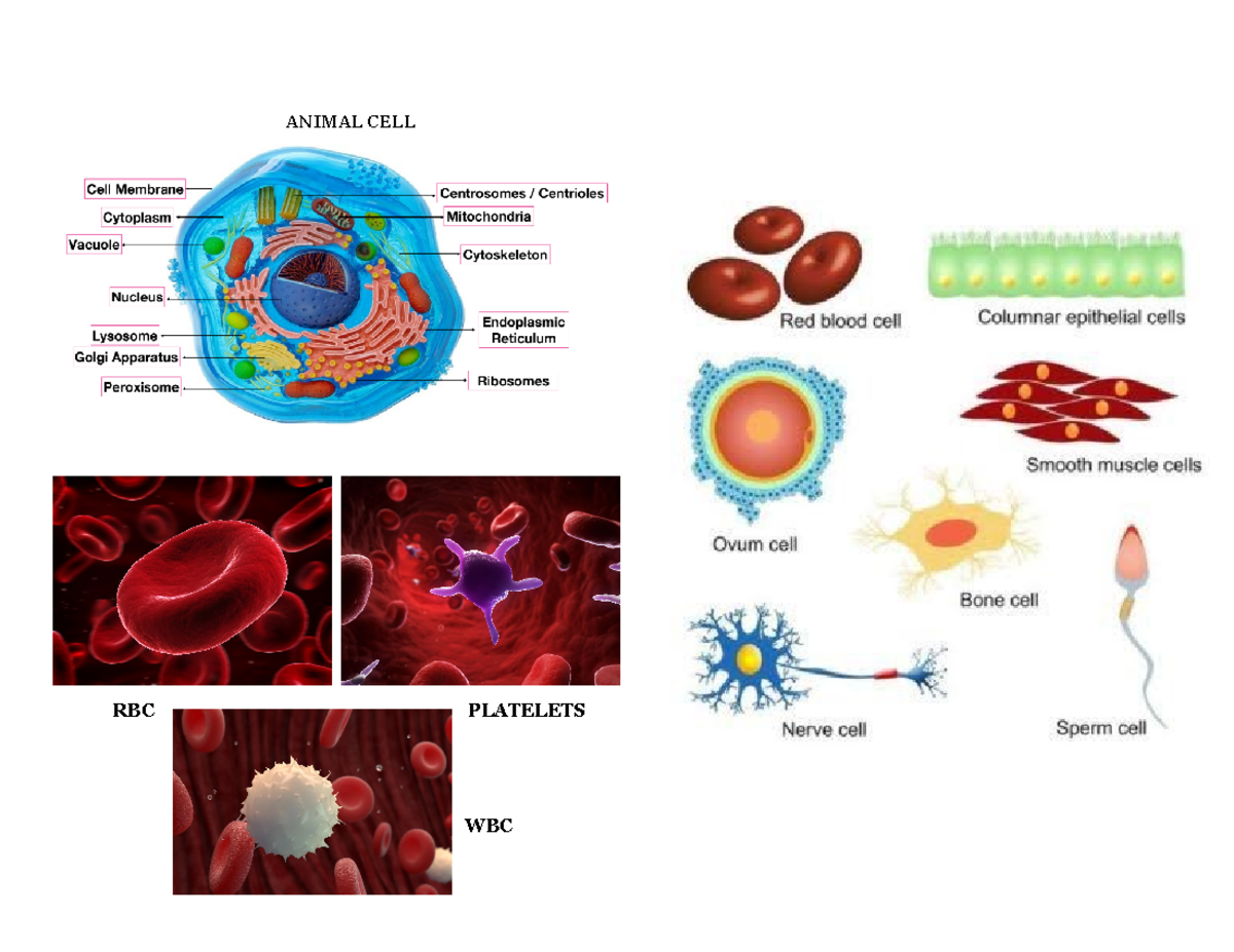 Labmanual Activity - Laboratory - ANIMAL CELL RBC PLATELETS WBC Cell ...